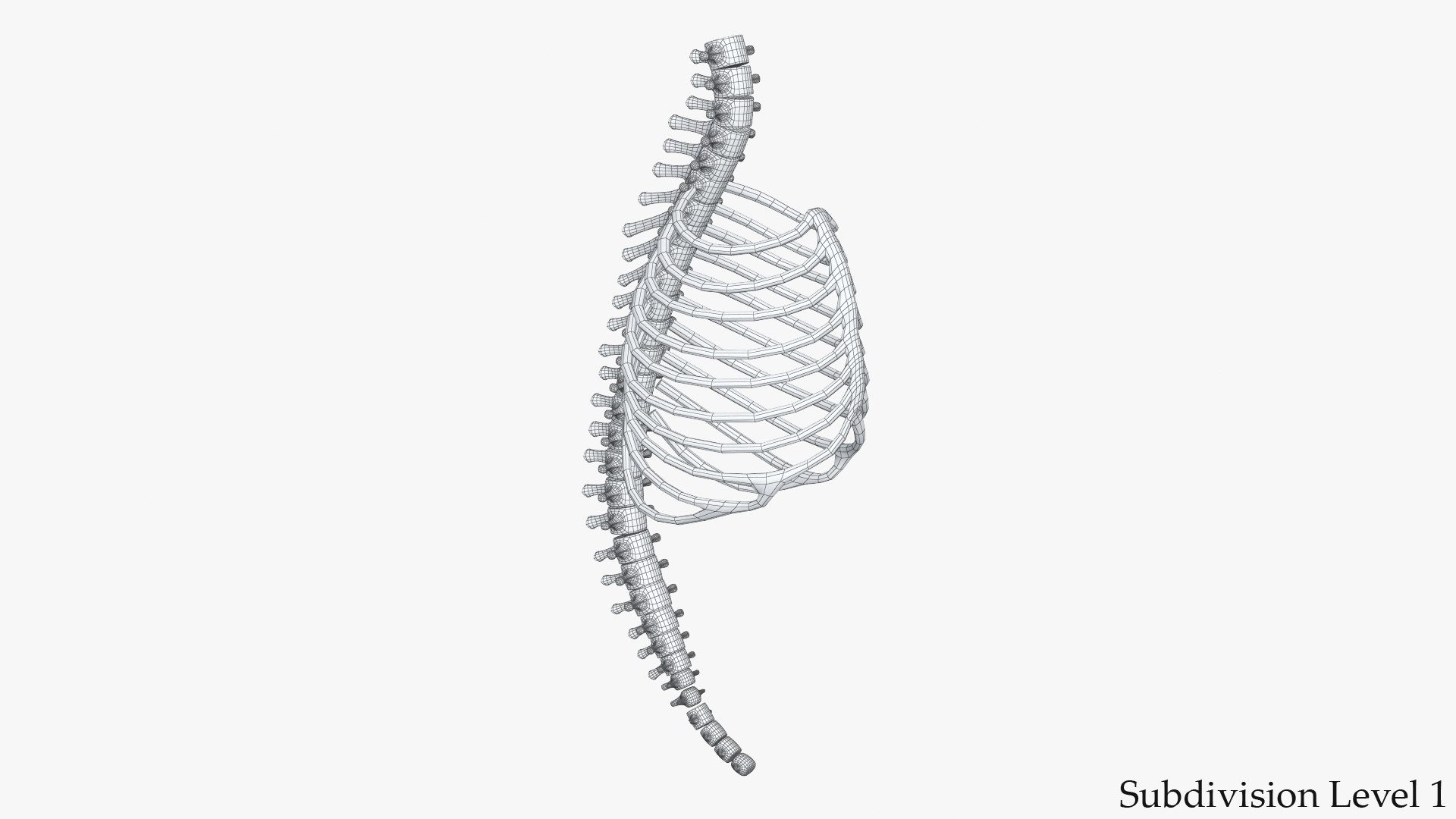 3D animal chest spine bones model - TurboSquid 1441030