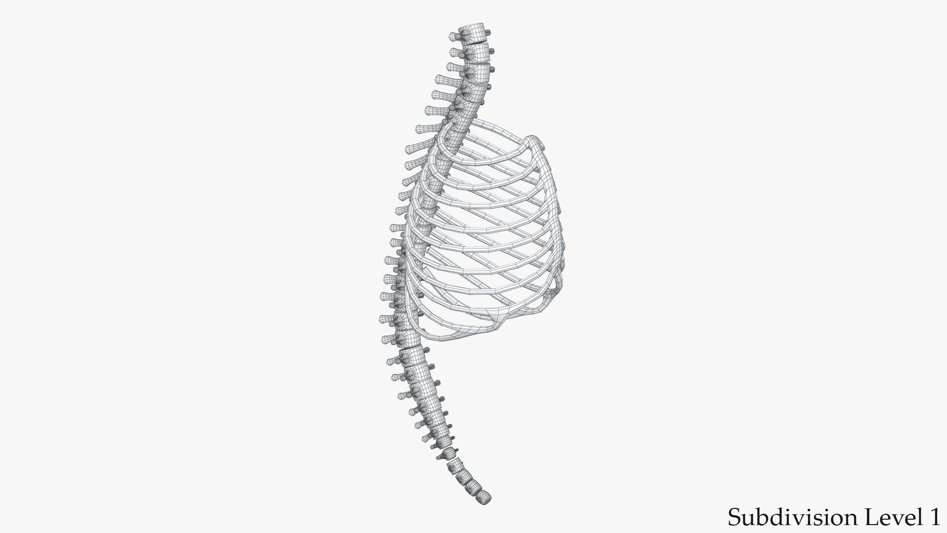 3D animal chest spine bones model - TurboSquid 1441030