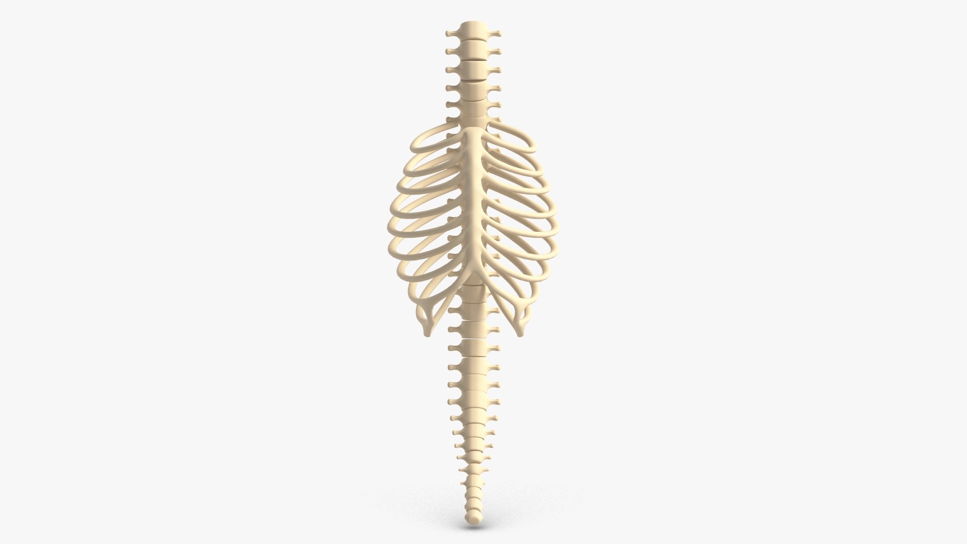 3D animal chest spine bones model - TurboSquid 1441030