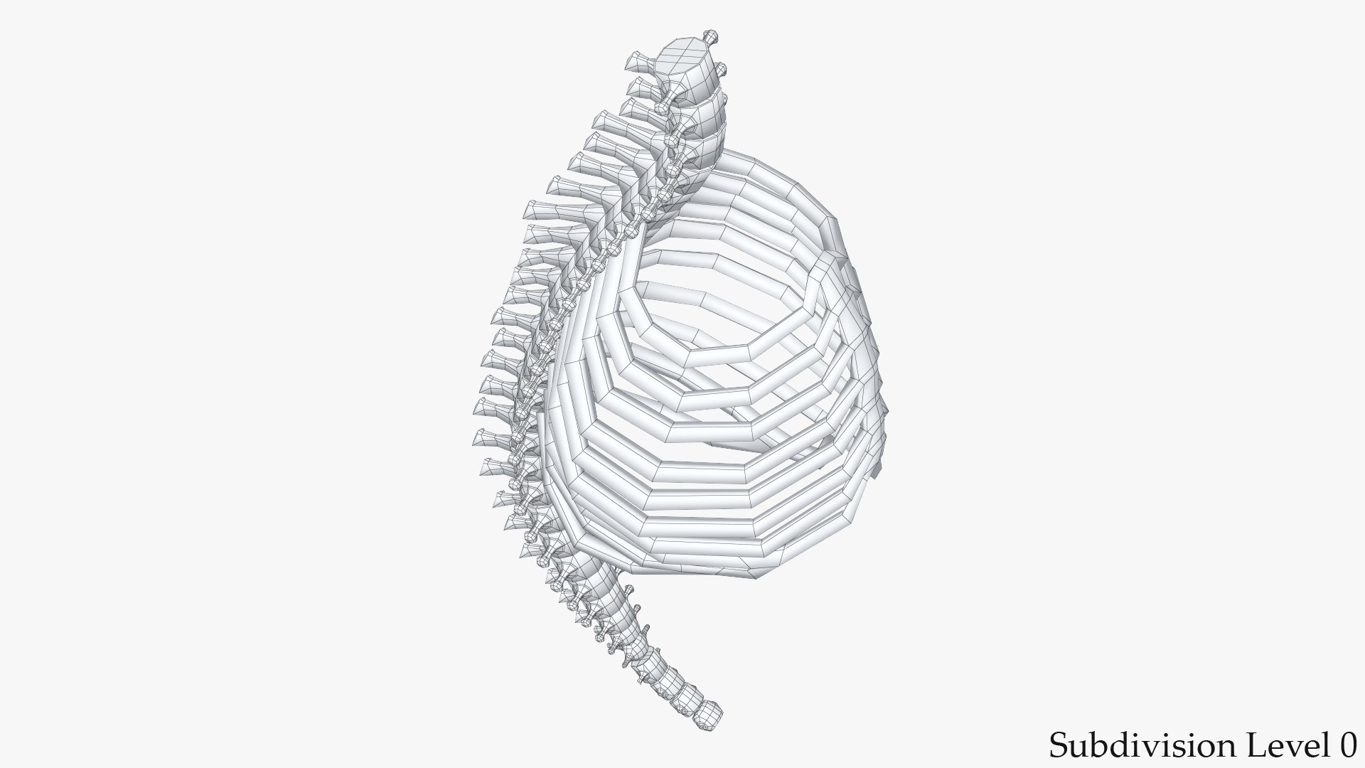 3D animal chest spine bones model - TurboSquid 1441030