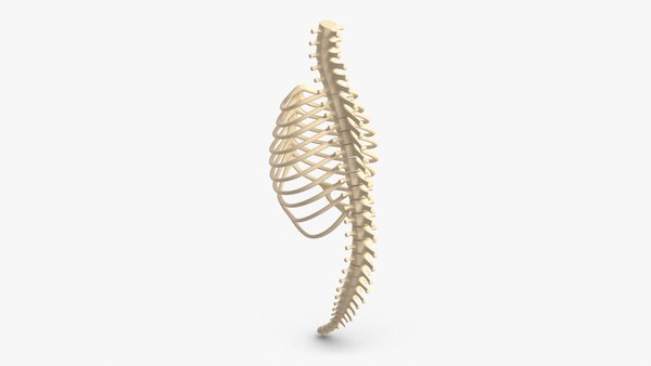 3D animal chest spine bones model - TurboSquid 1441030