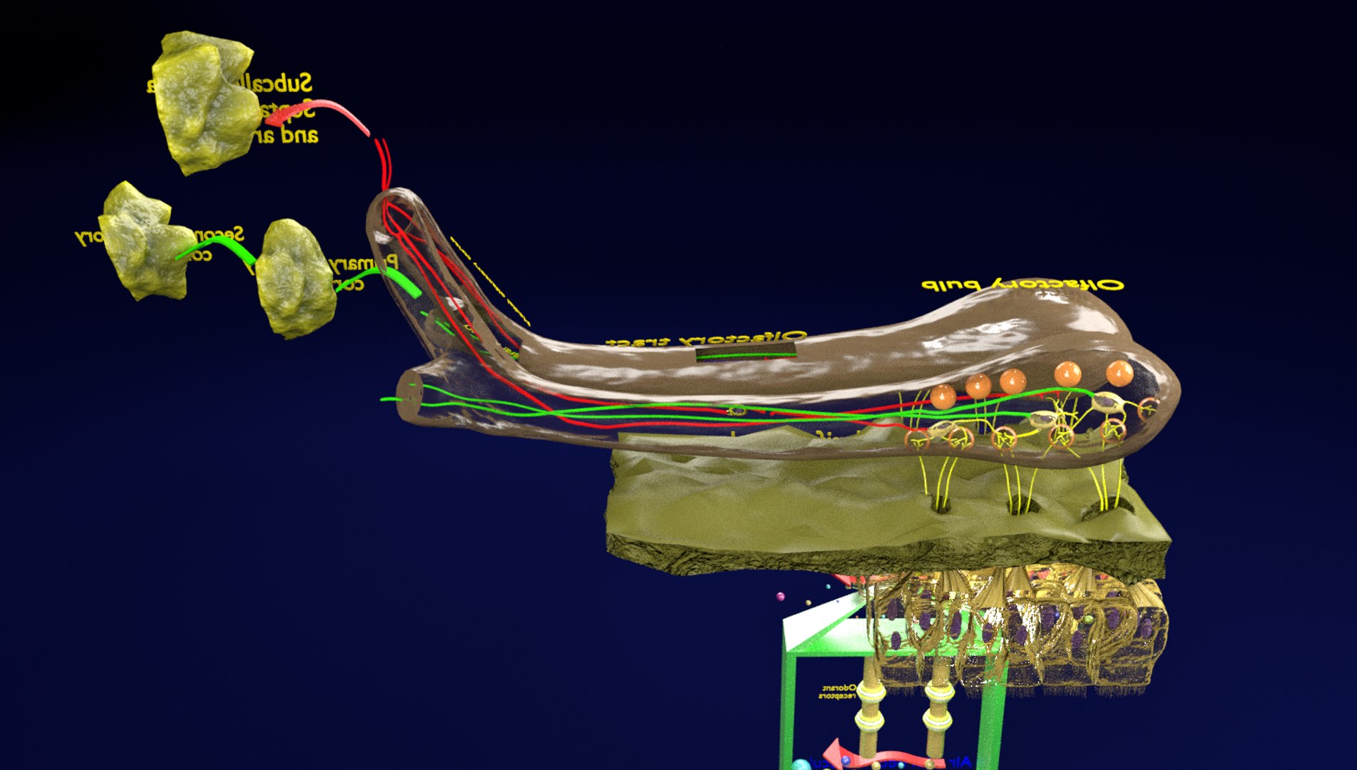 Olfactory Labelled 3D Model - TurboSquid 1586868