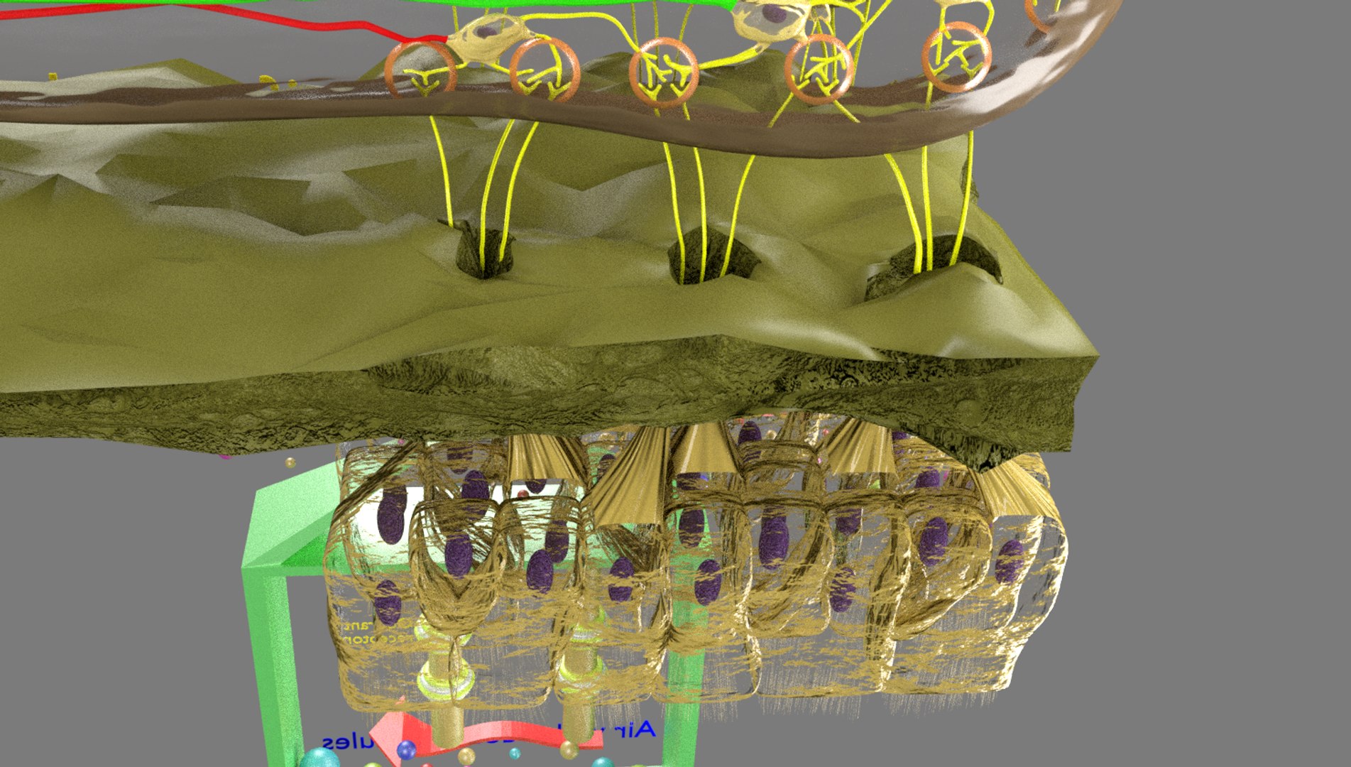 Olfactory Labelled 3D Model - TurboSquid 1586868