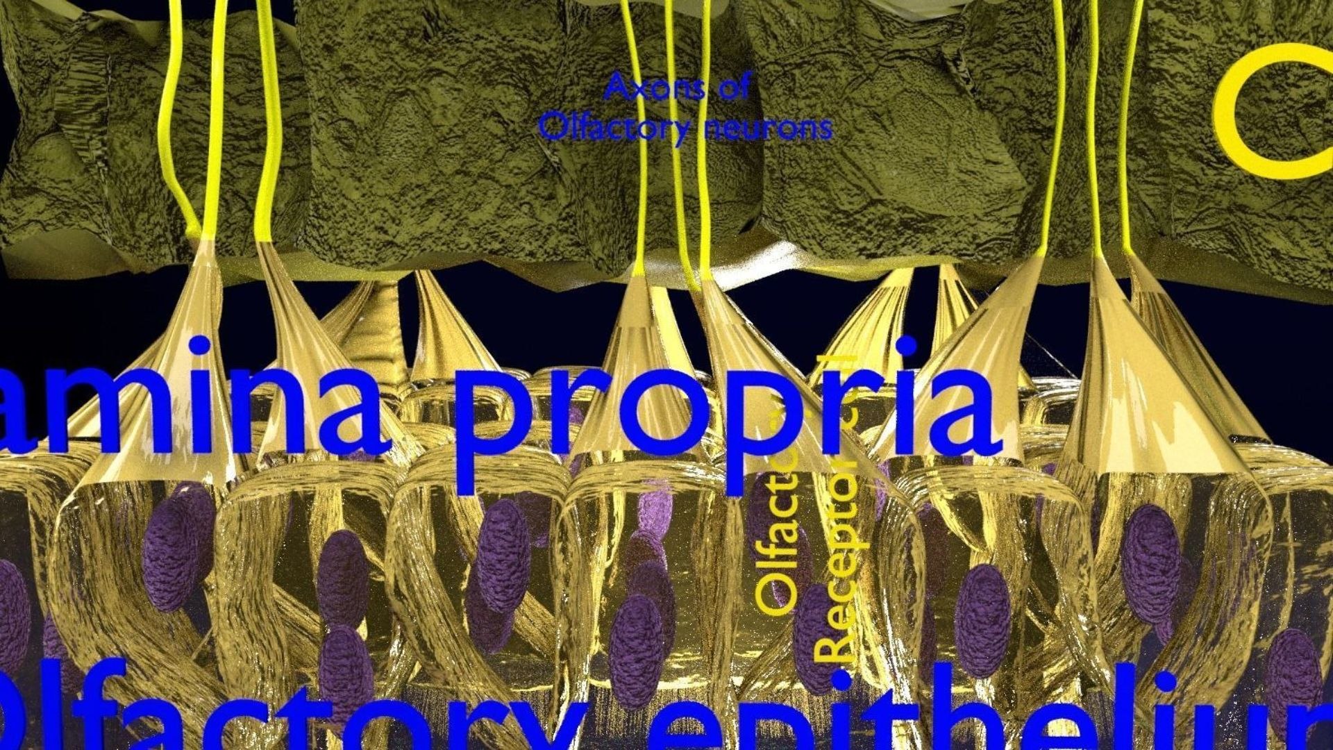 Olfactory labelled 3D model - TurboSquid 1586868