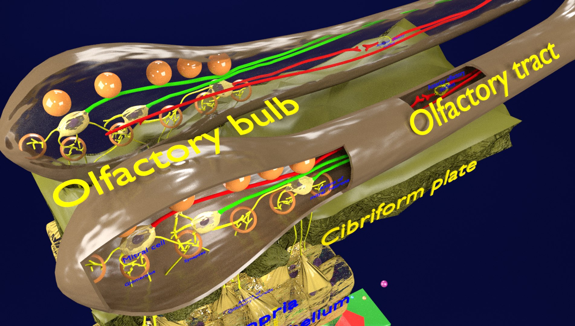 Olfactory Labelled 3D Model - TurboSquid 1586868