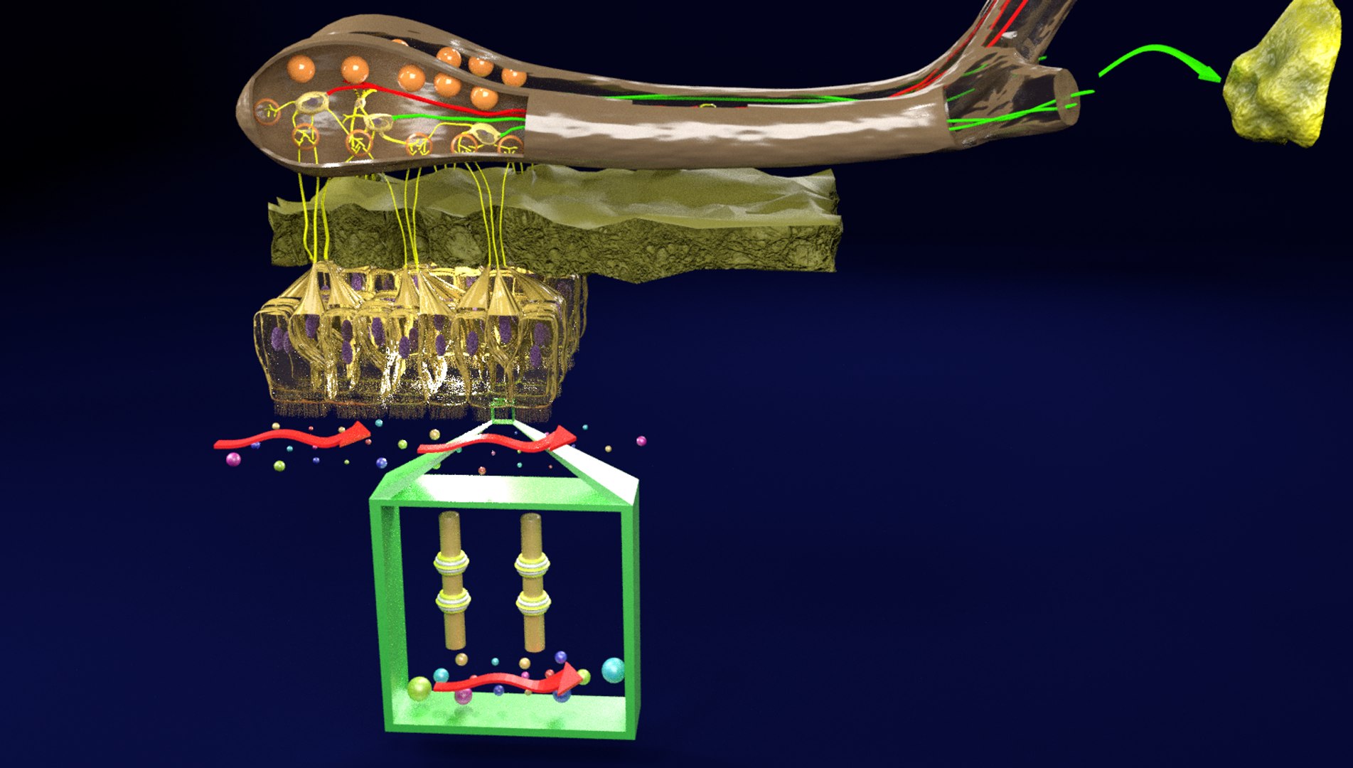 Olfactory Labelled 3D Model - TurboSquid 1586868
