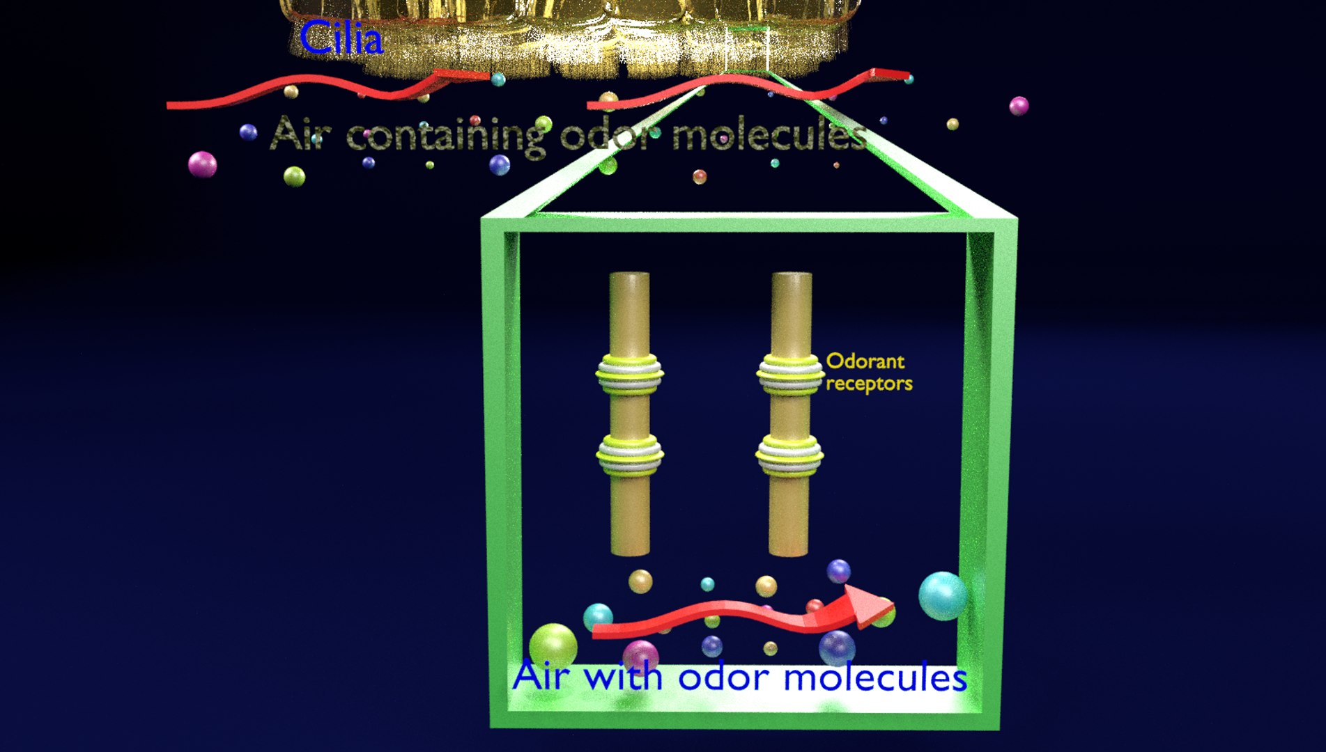 Olfactory Labelled 3D Model - TurboSquid 1586868