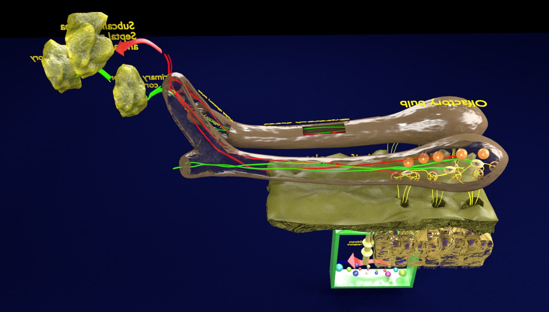 Olfactory Labelled 3D Model - TurboSquid 1586868