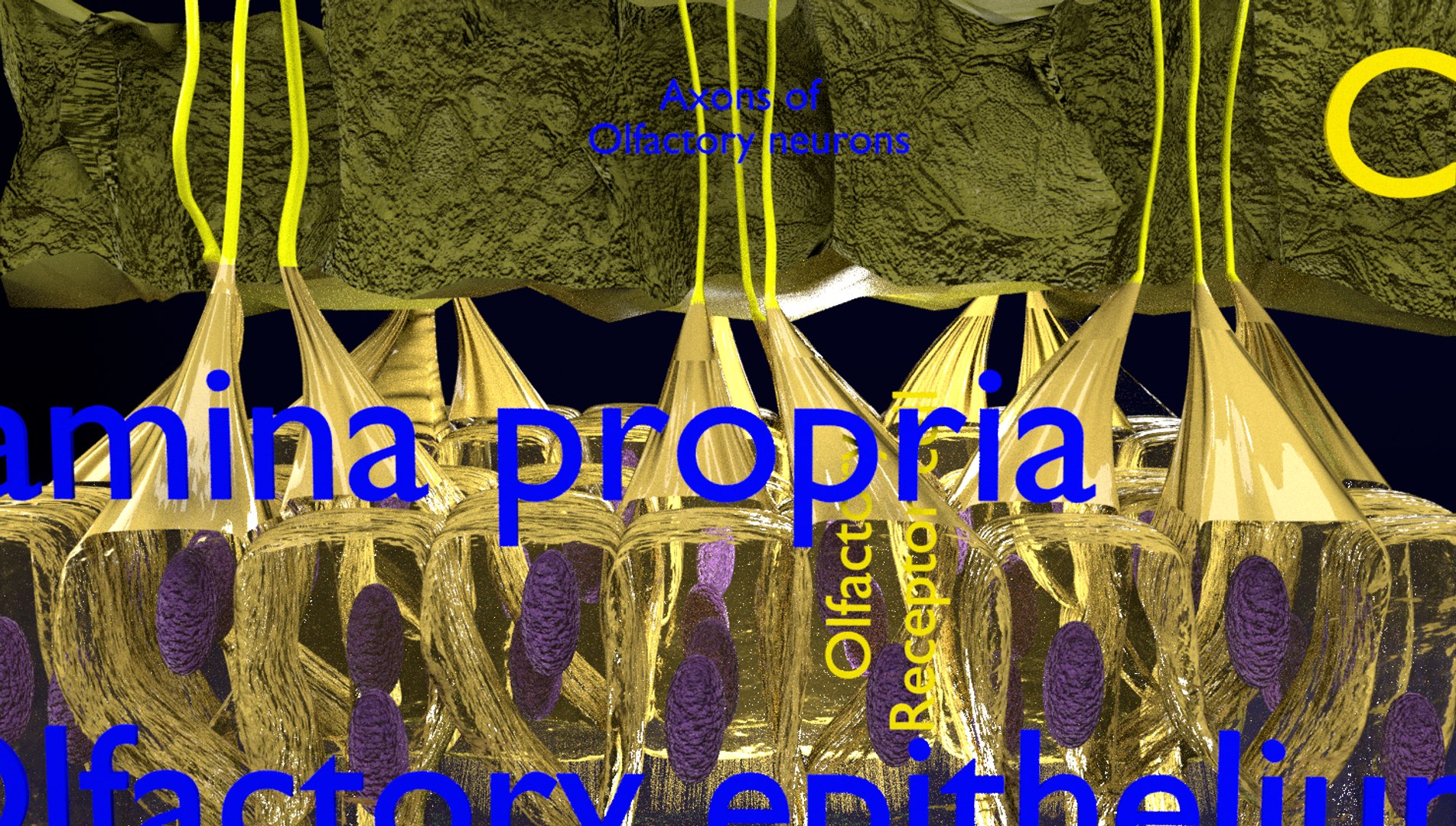 Olfactory Labelled 3D Model - TurboSquid 1586868