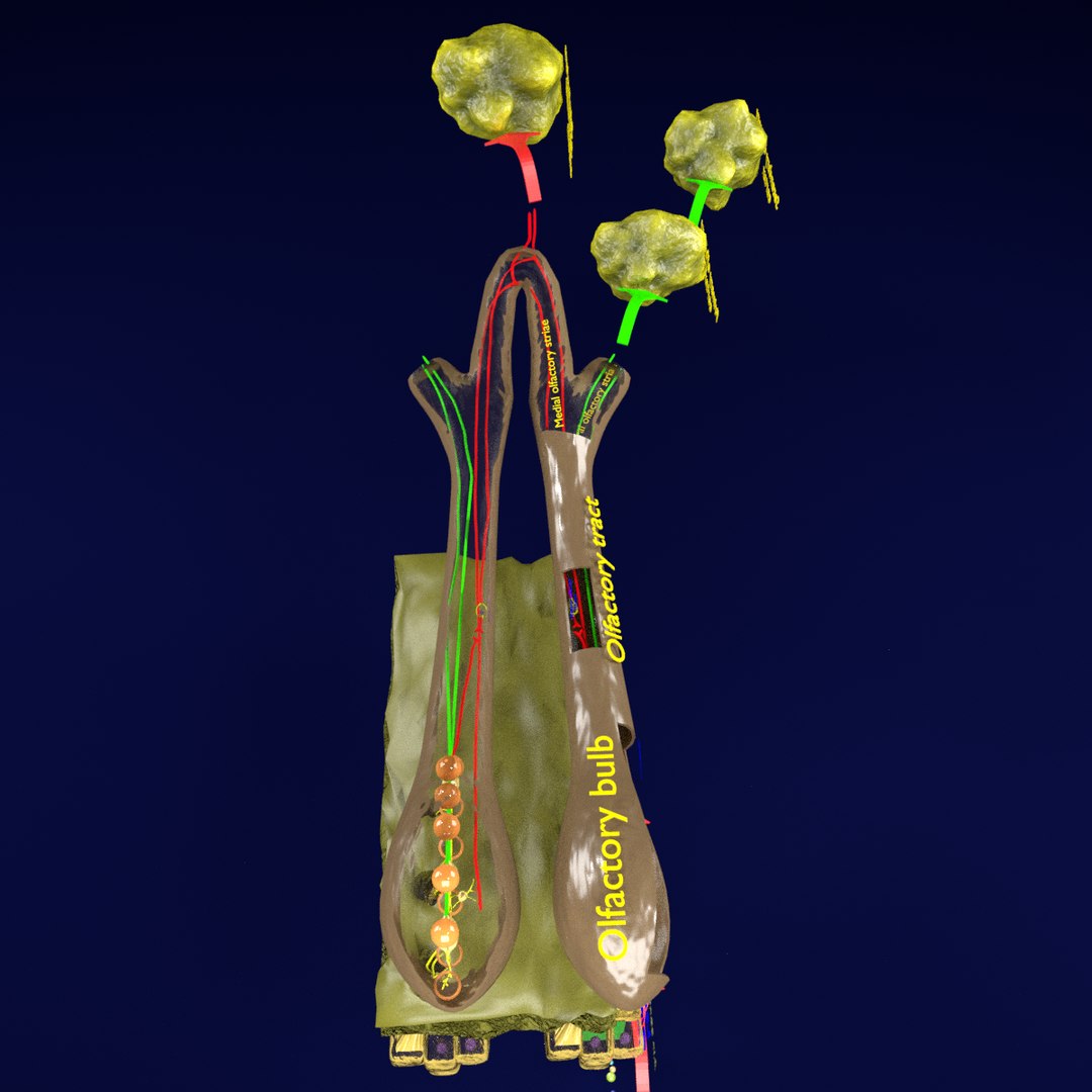 Olfactory Labelled 3D Model - TurboSquid 1586868