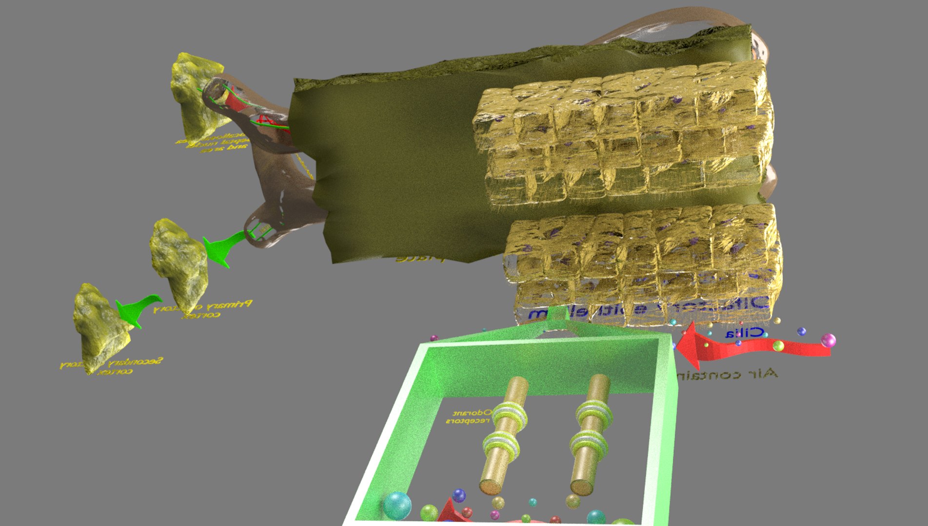 Olfactory Labelled 3D Model - TurboSquid 1586868