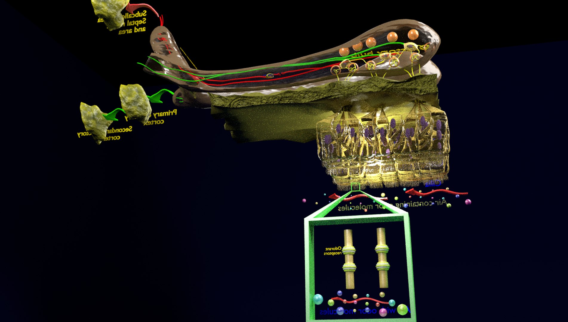 Olfactory Labelled 3D Model - TurboSquid 1586868