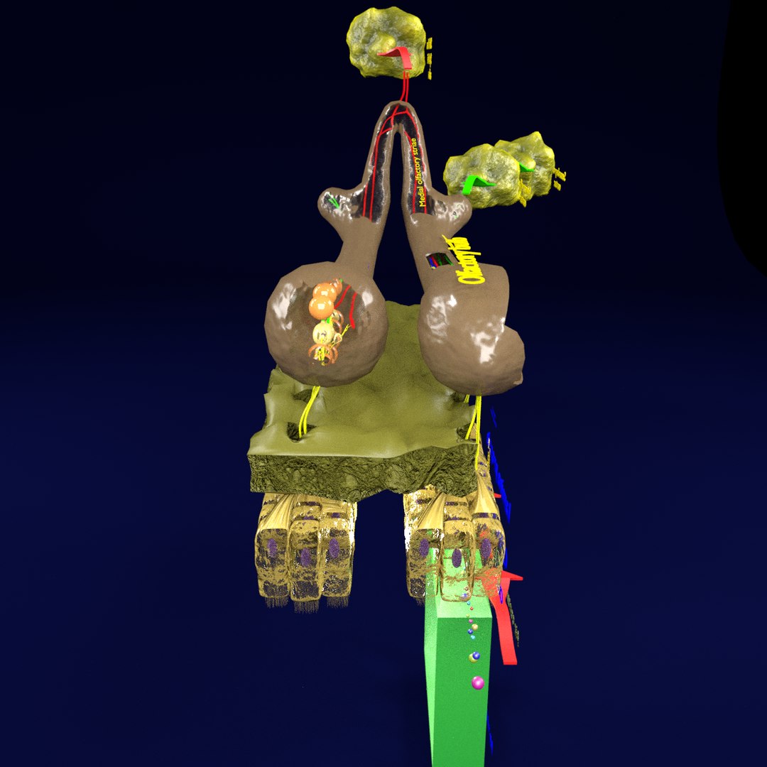 Olfactory Labelled 3D Model - TurboSquid 1586868