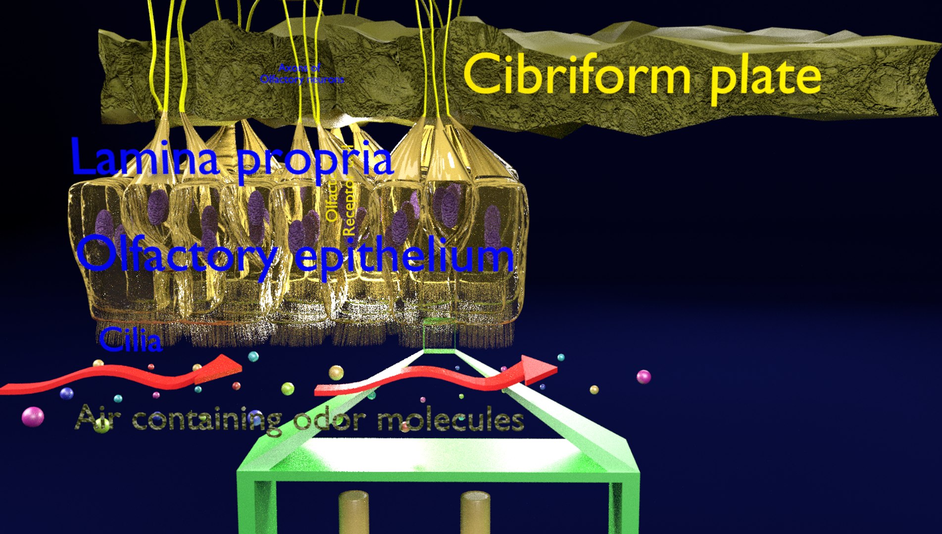Olfactory Labelled 3D Model - TurboSquid 1586868