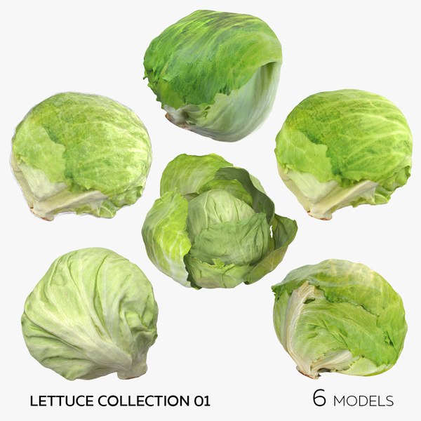 3D Lettuce Models | TurboSquid