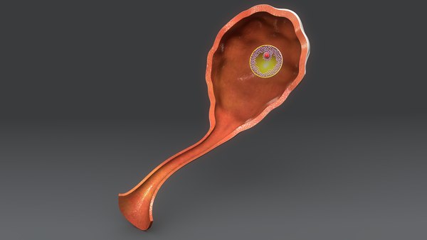 uterus endometrial tissue 3d obj