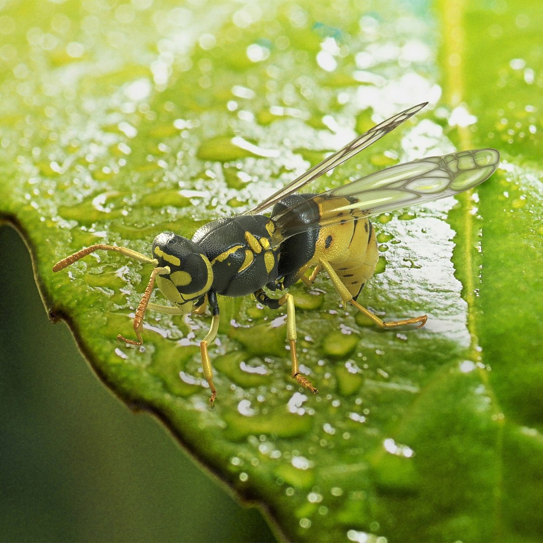 3d Wasp Bugs