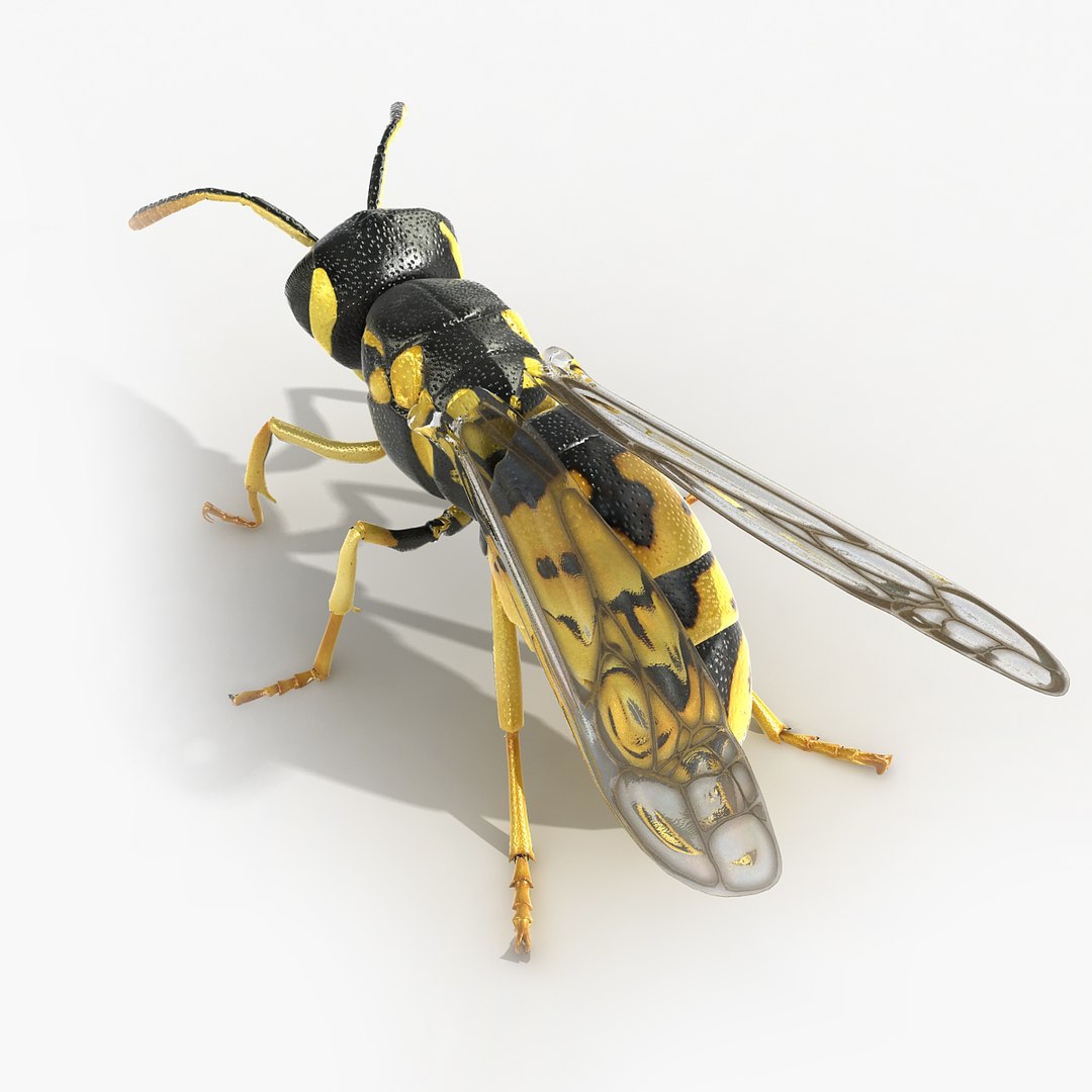 3d Wasp Bugs