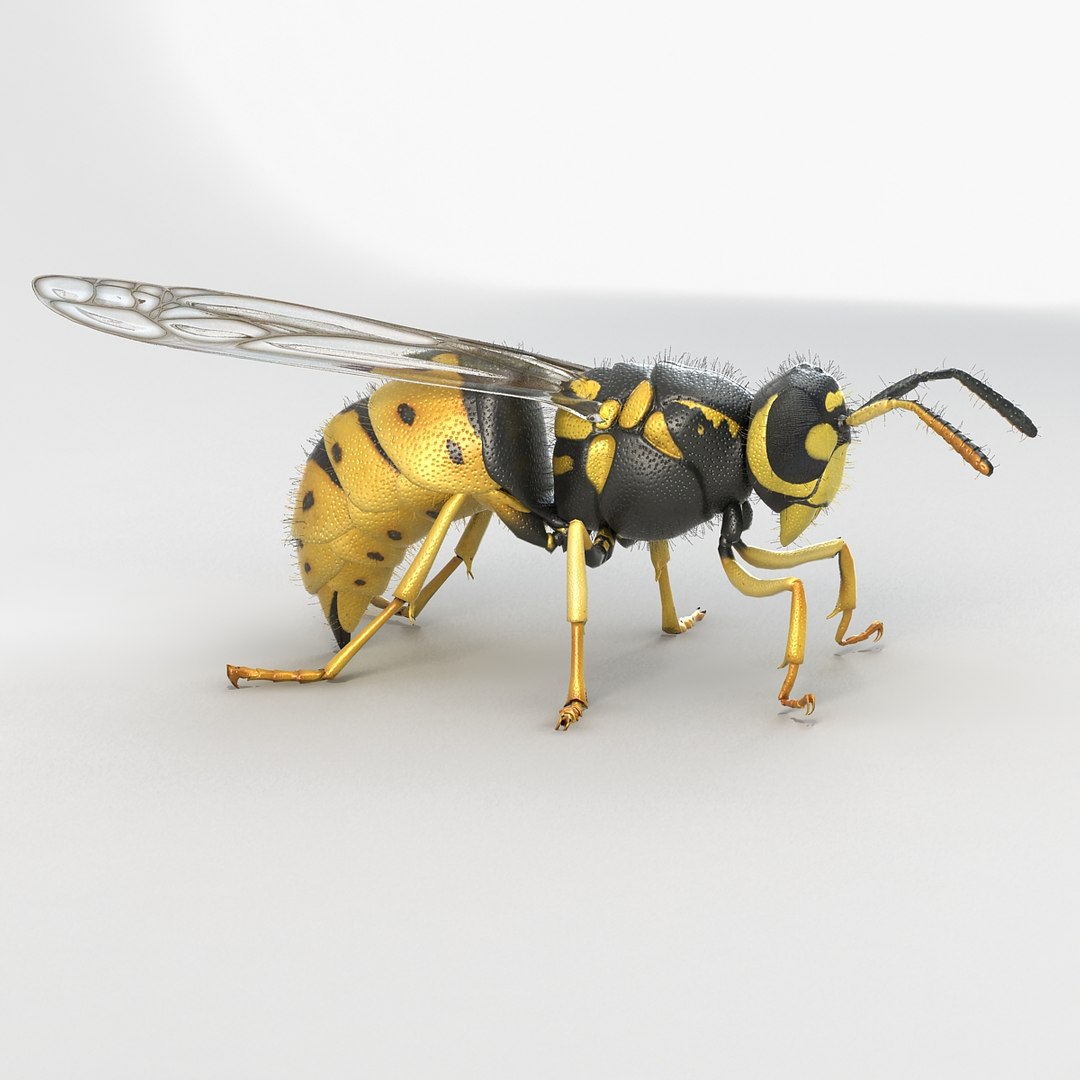 3d Wasp Bugs