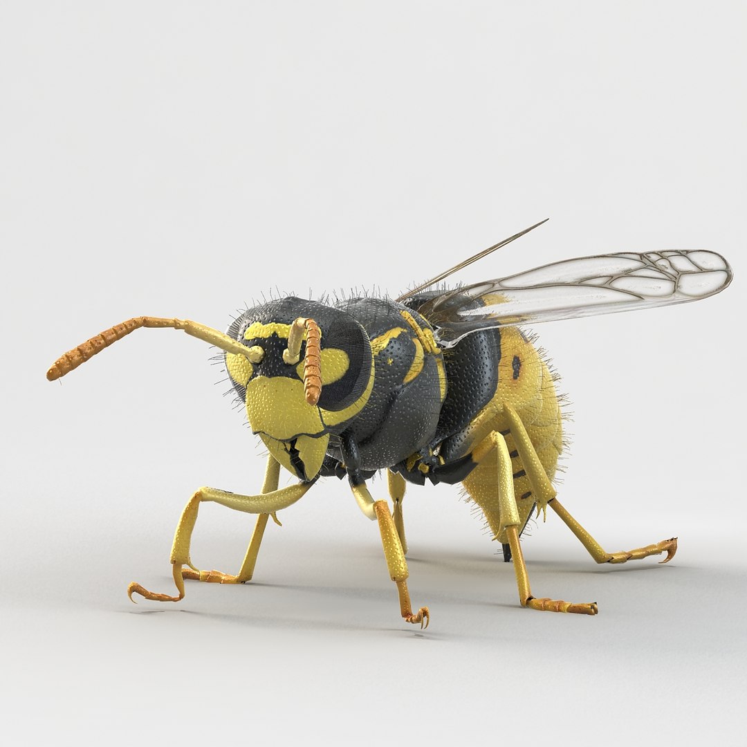 3d Wasp Bugs