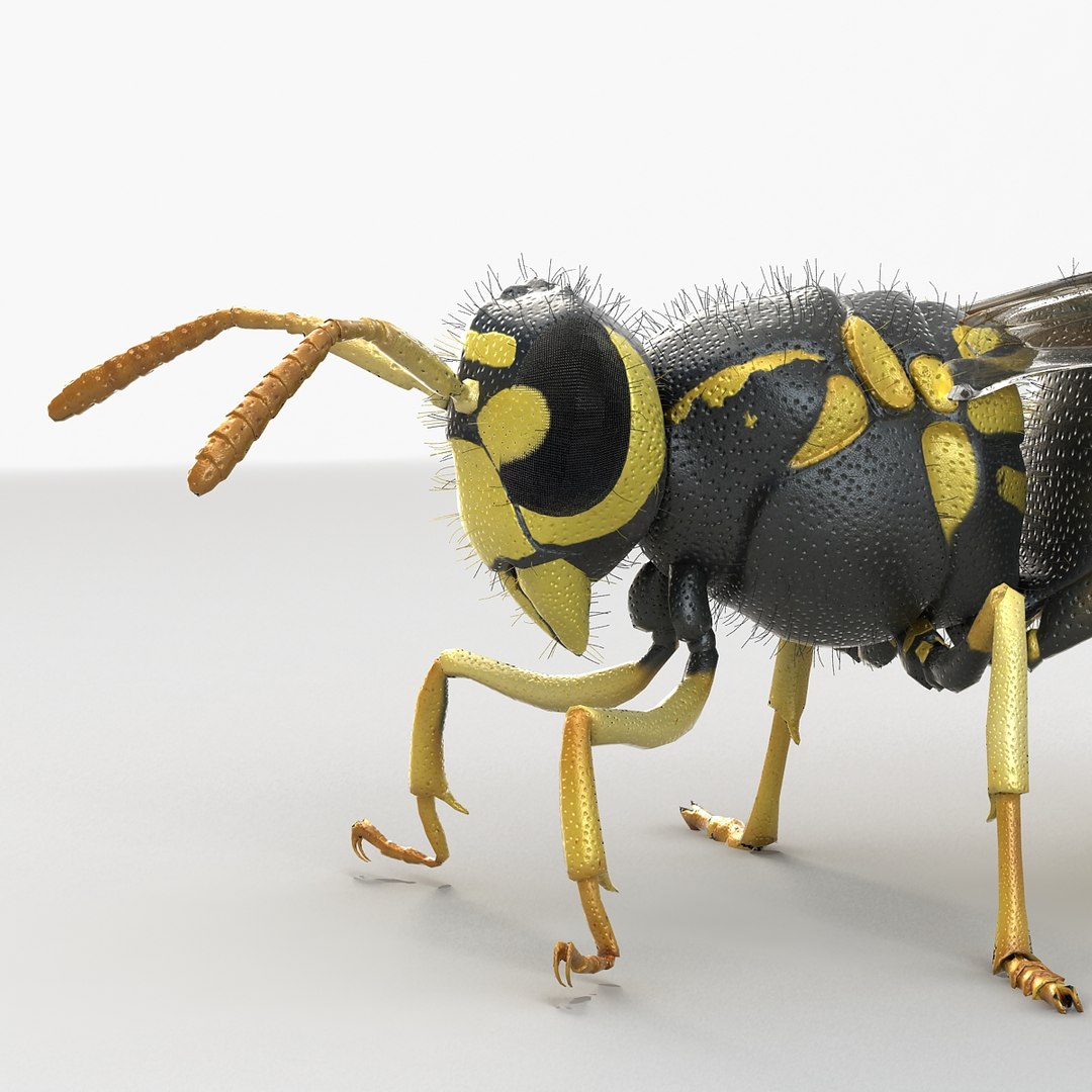 3d Wasp Bugs