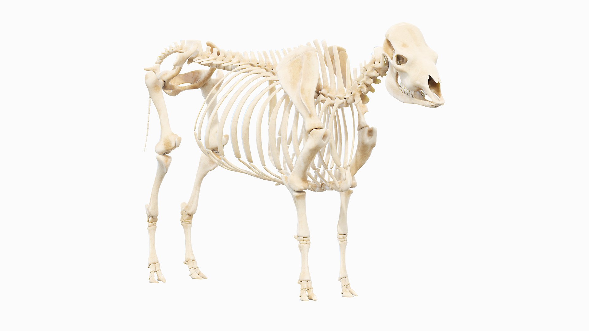 Full Cow Anatomy Static 3D model - TurboSquid 1838598