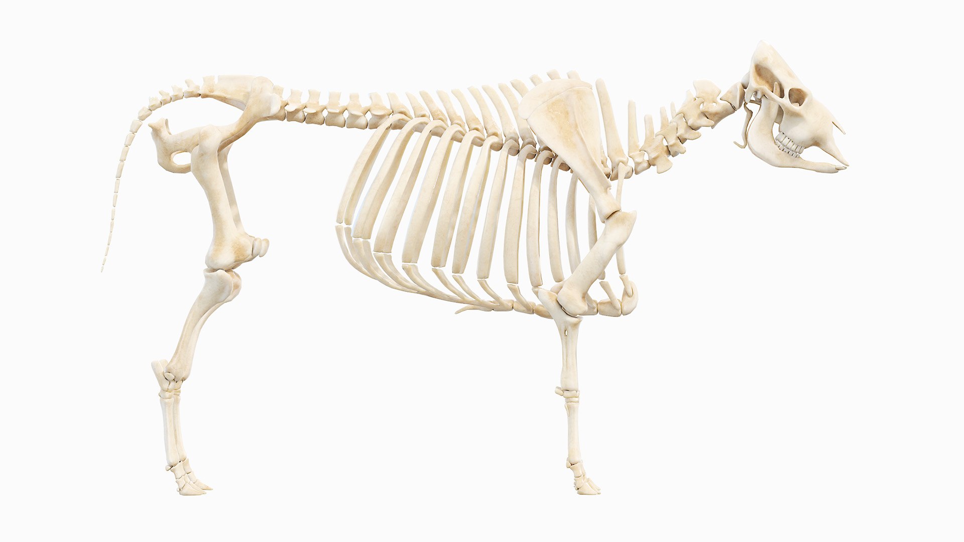 Full Cow Anatomy Static 3D model - TurboSquid 1838598
