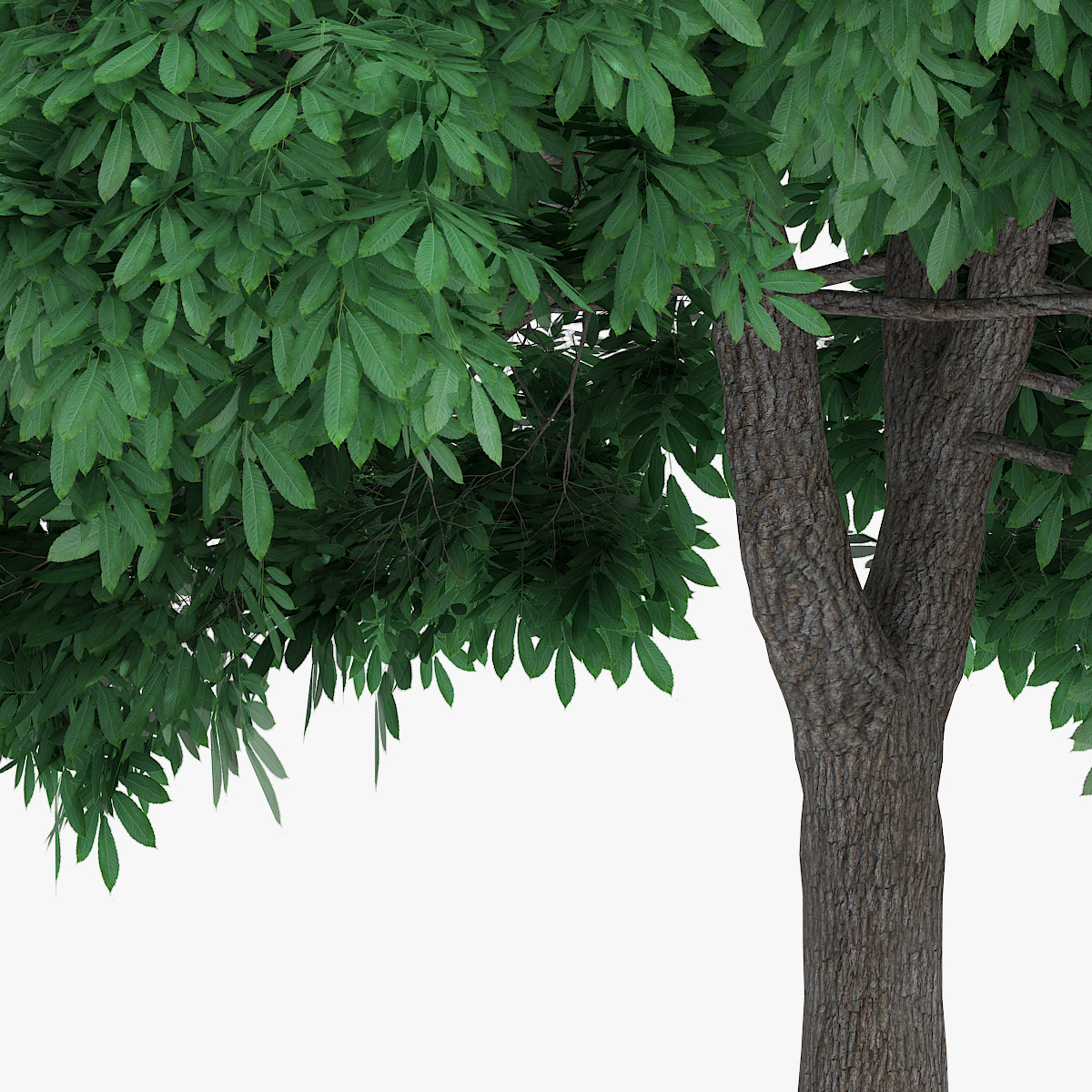 3d sweet chestnut 10 7m