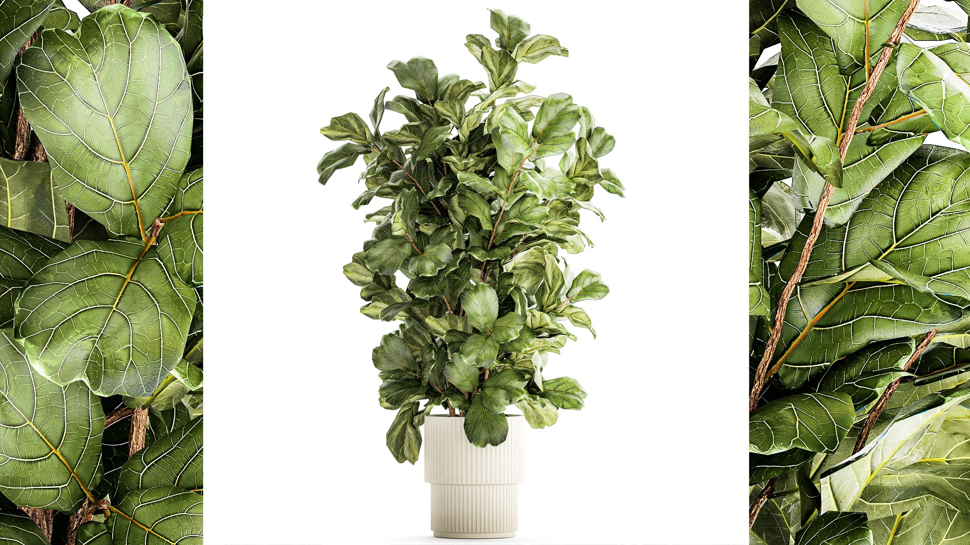 Tree in modern white flower pot Ficus lyrata 1459 3D - TurboSquid 2157596