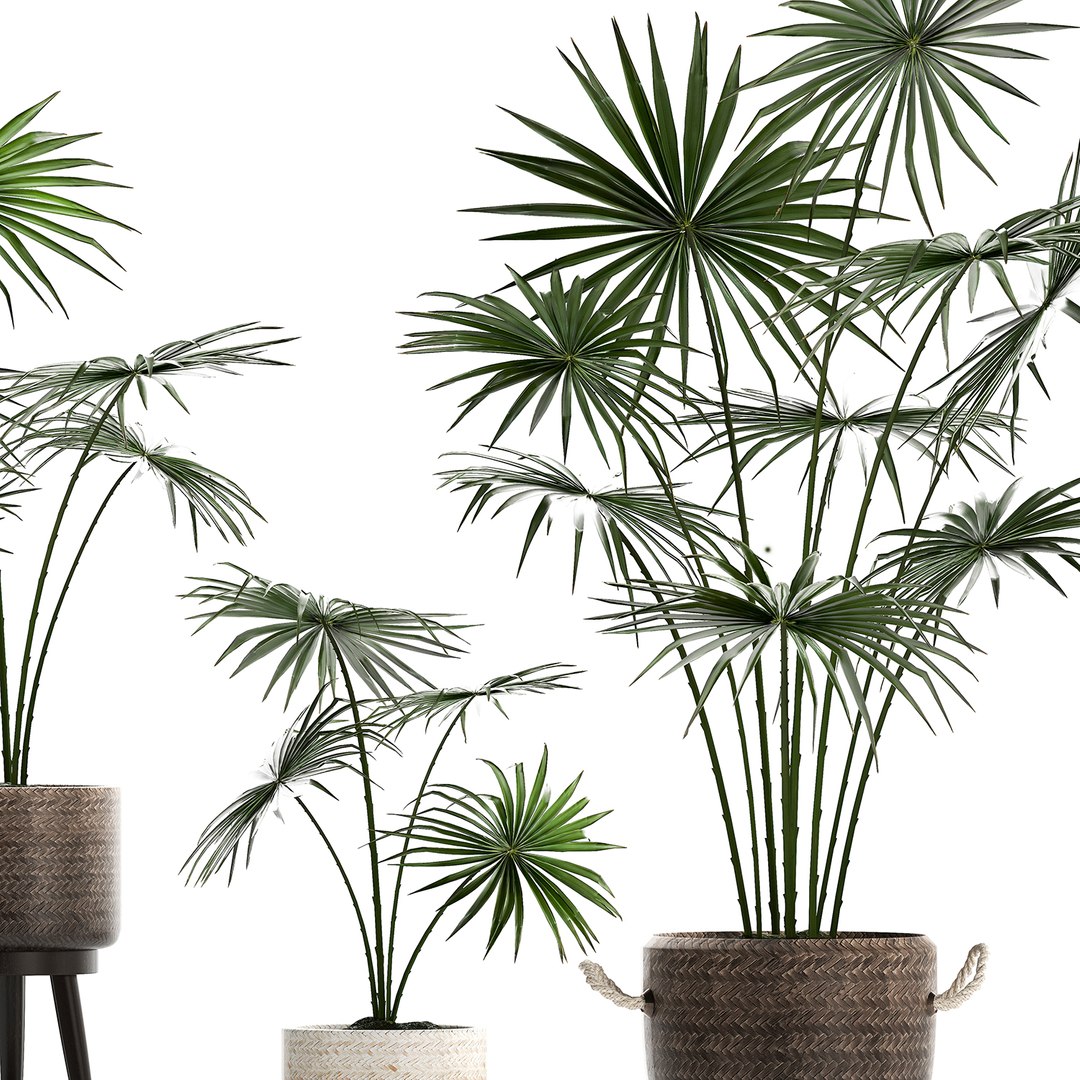 Houseplants Fan Palm 3D Model - TurboSquid 1492546
