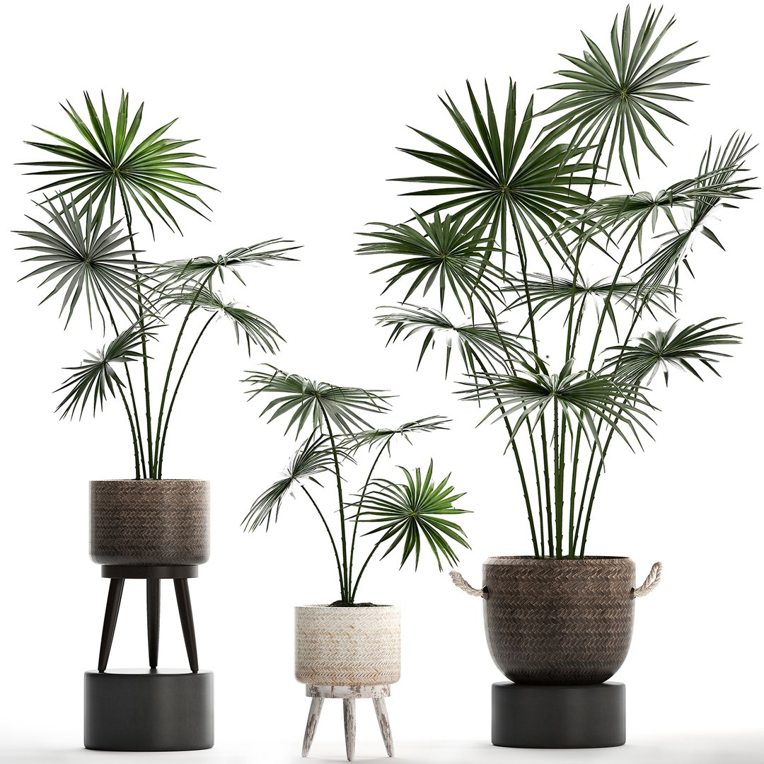 Houseplants Fan Palm 3D Model - TurboSquid 1492546