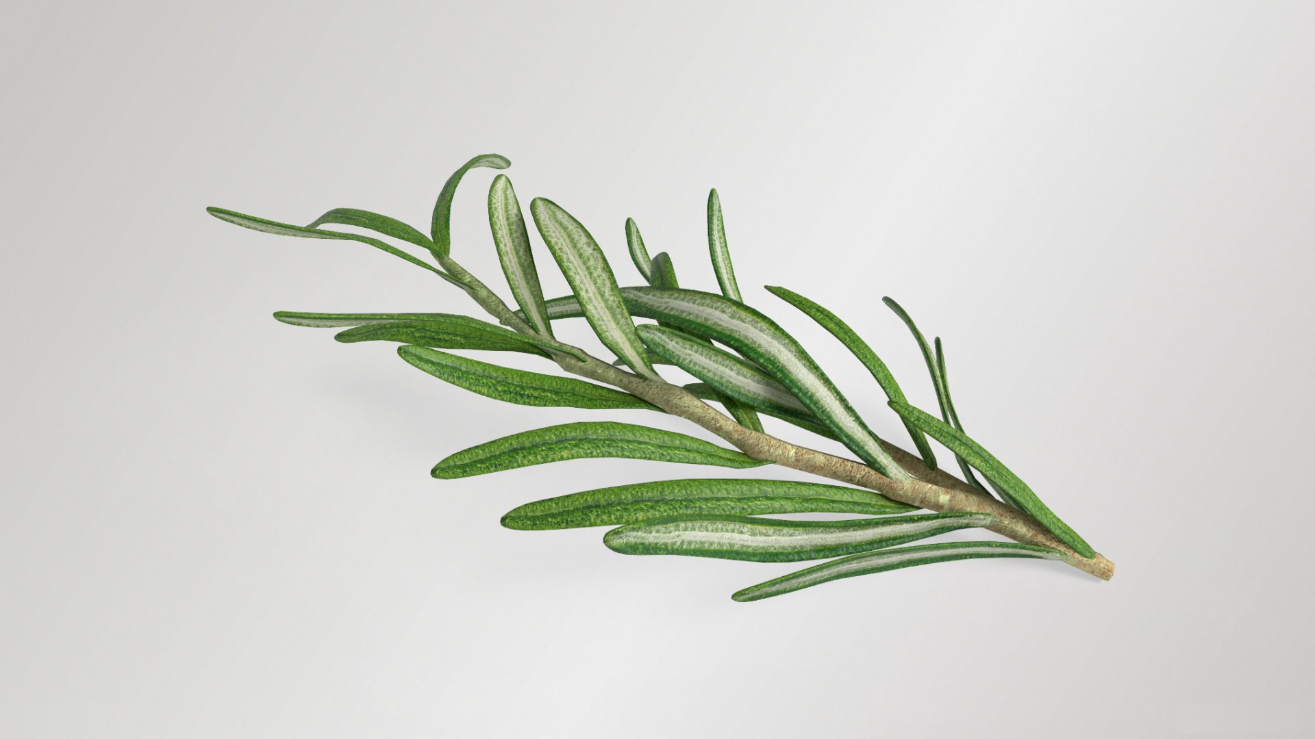 Rosemary Branch 3D - TurboSquid 2267938