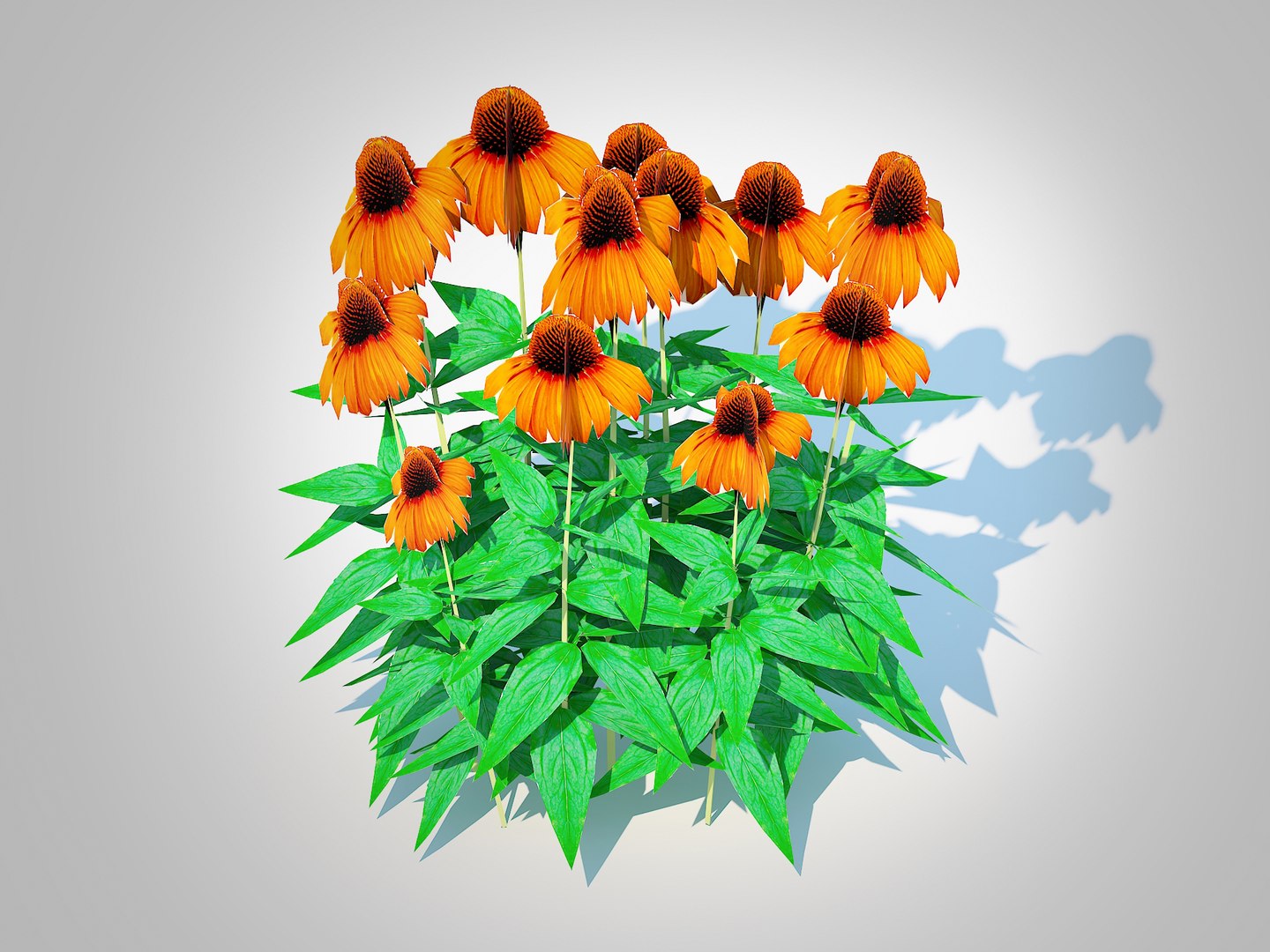 Echinacea Julia - Coneflower Model - TurboSquid 2295916