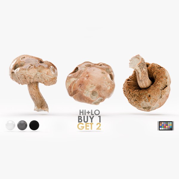 Leccinum Scabrum Bull Gray Mushroom 포토스캔 모델 Hi-Low 폴리 3D 모델 3D 모델 ...