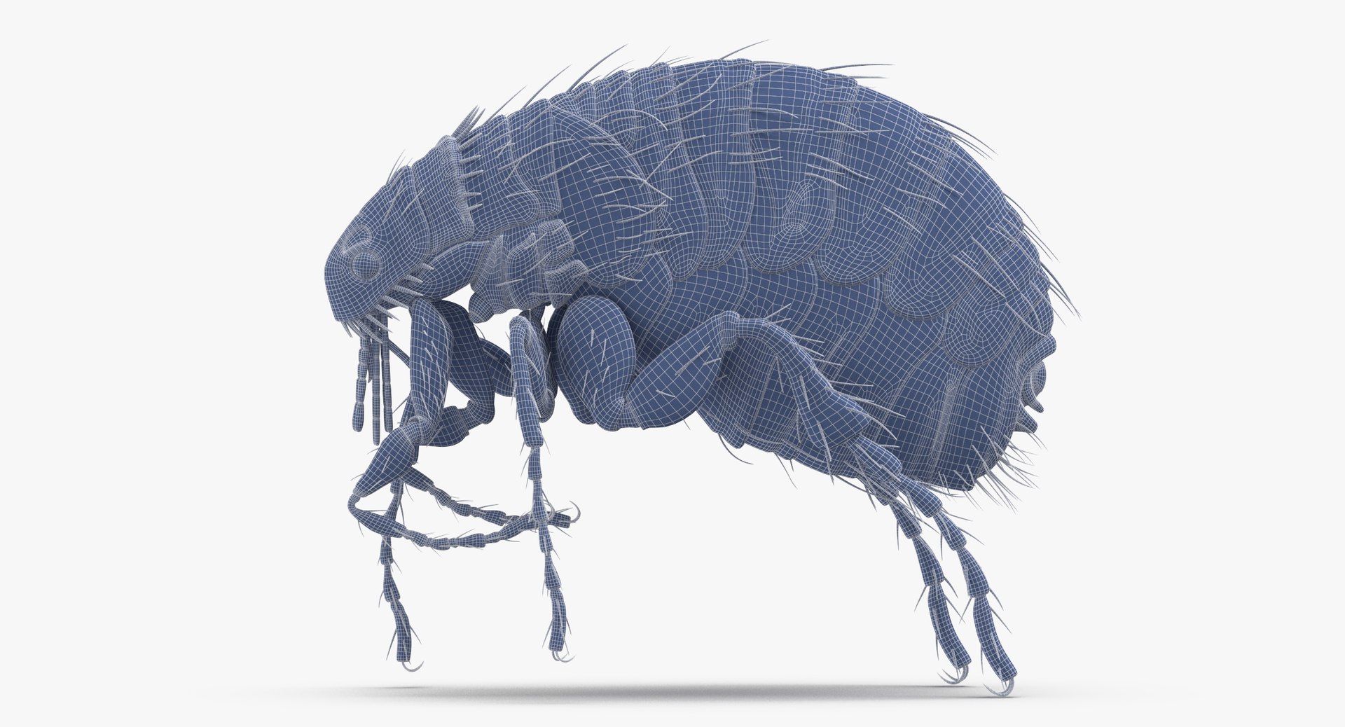 Flea Crawling Model - TurboSquid 1375627