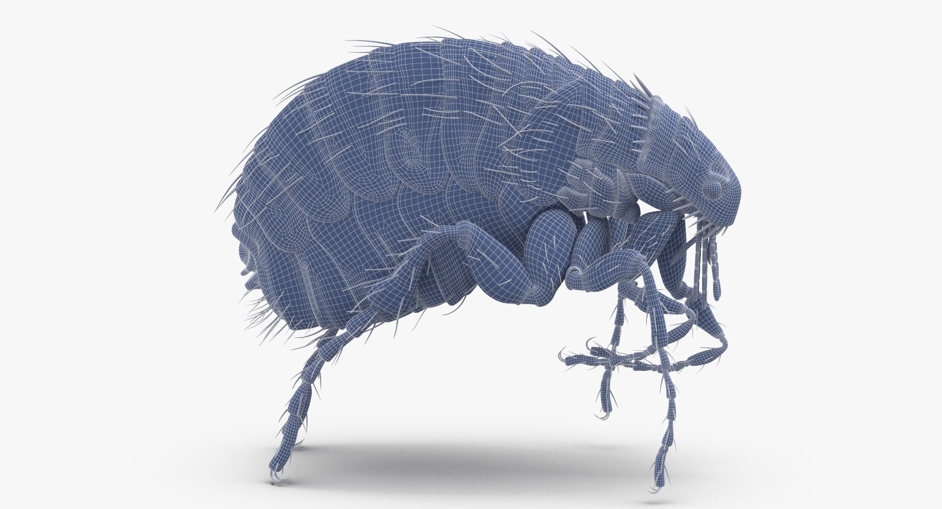 Flea Crawling Model - TurboSquid 1375627