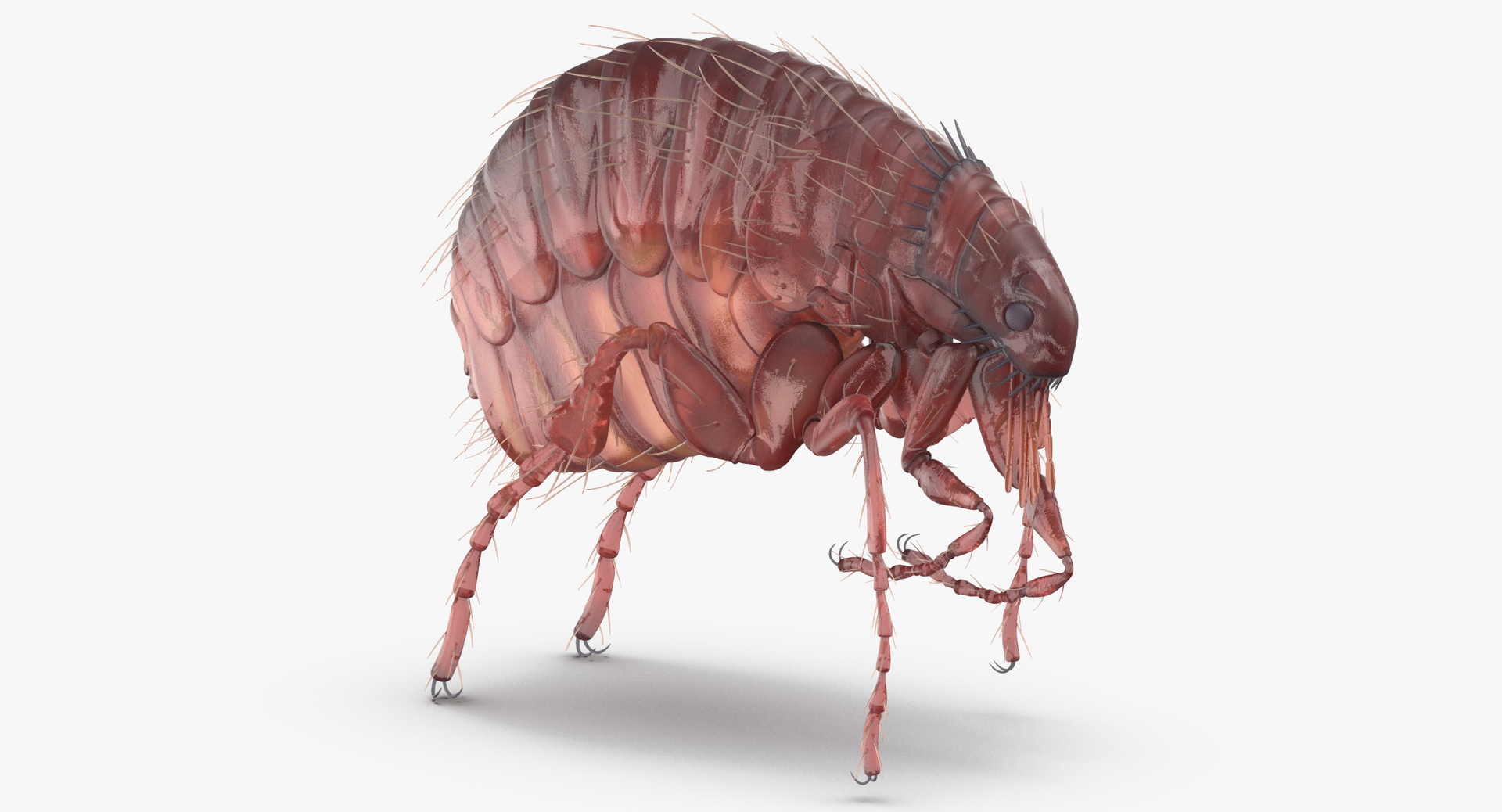 Flea Crawling Model - TurboSquid 1375627