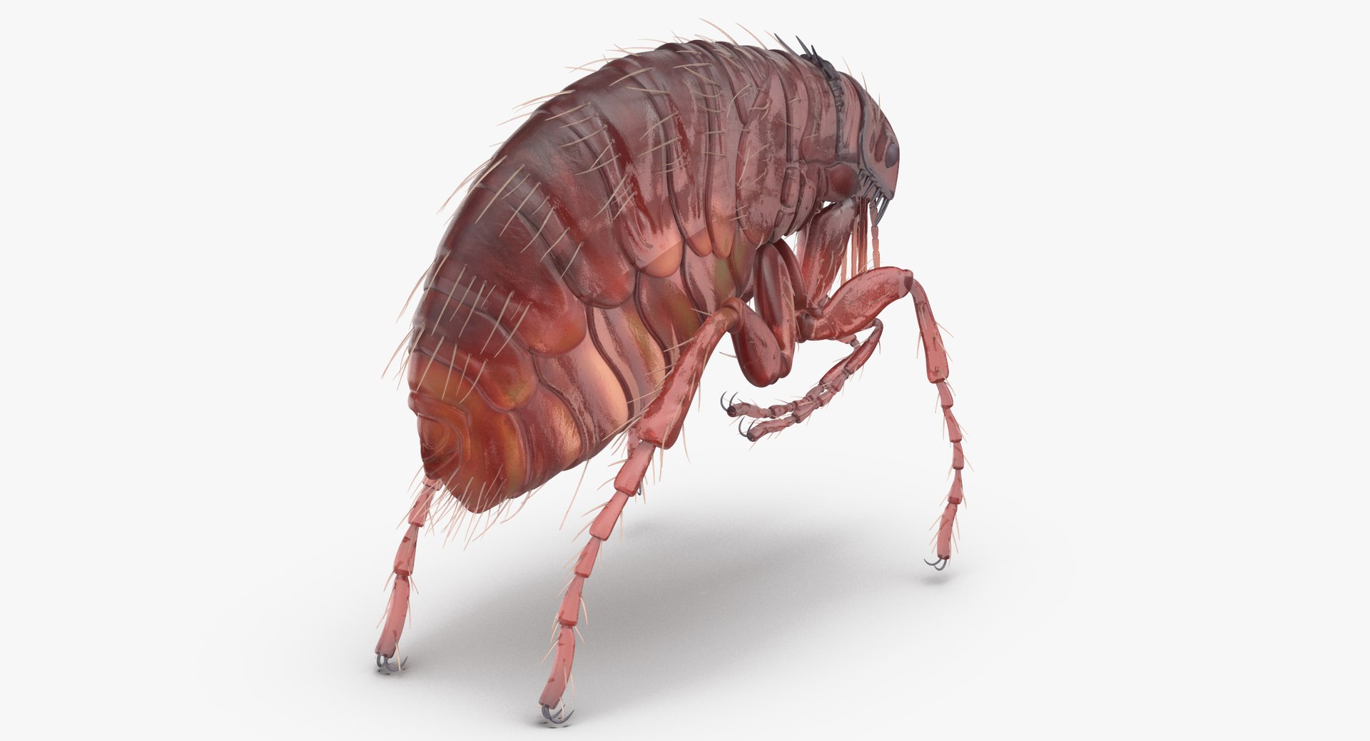 Flea Crawling Model - TurboSquid 1375627