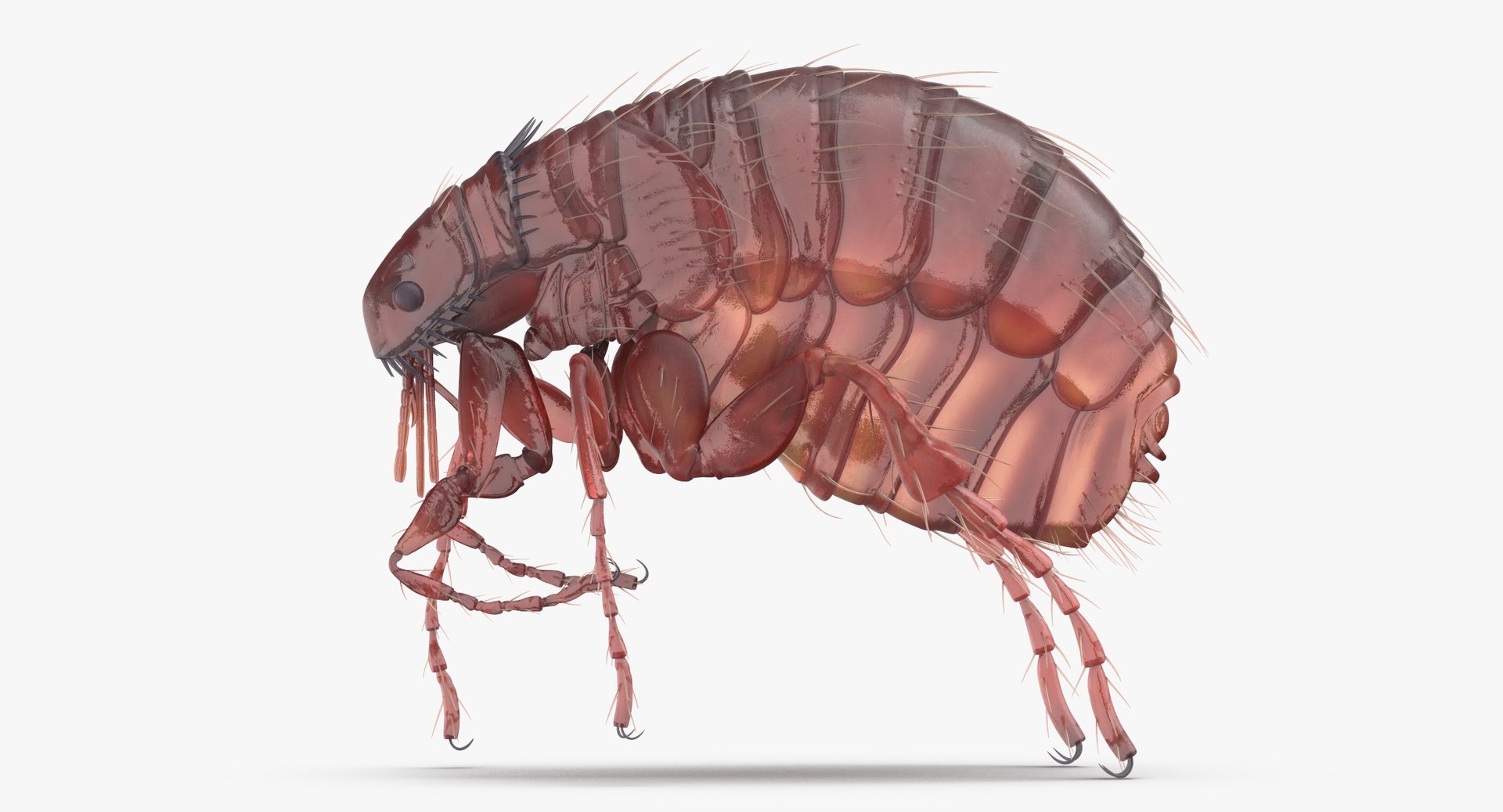 Flea Crawling Model - TurboSquid 1375627