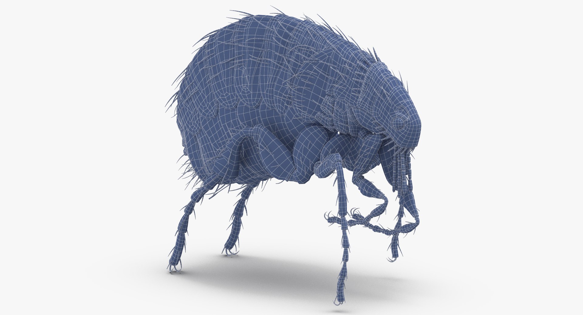 Flea Crawling Model - TurboSquid 1375627