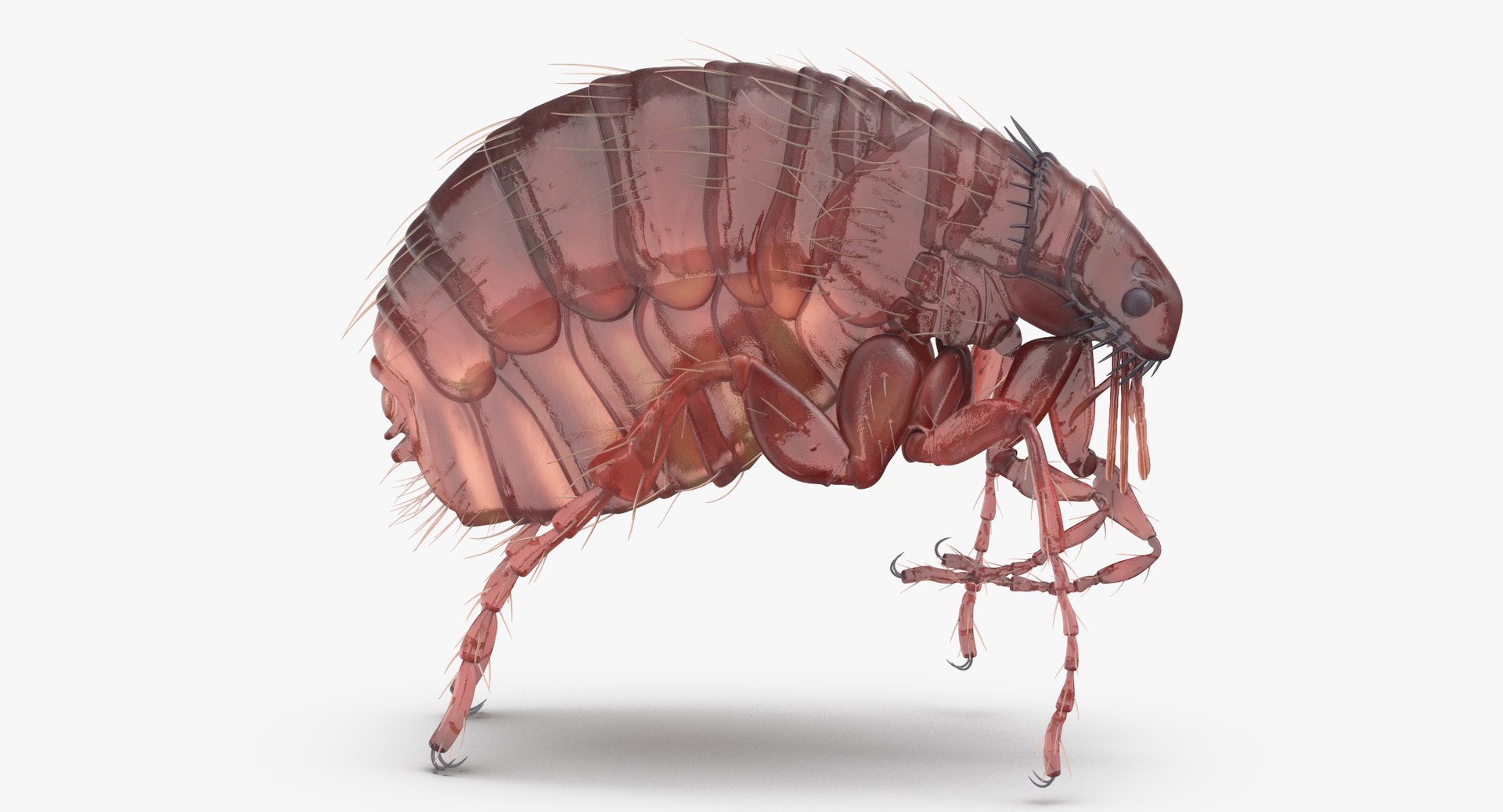 Flea Crawling Model - TurboSquid 1375627