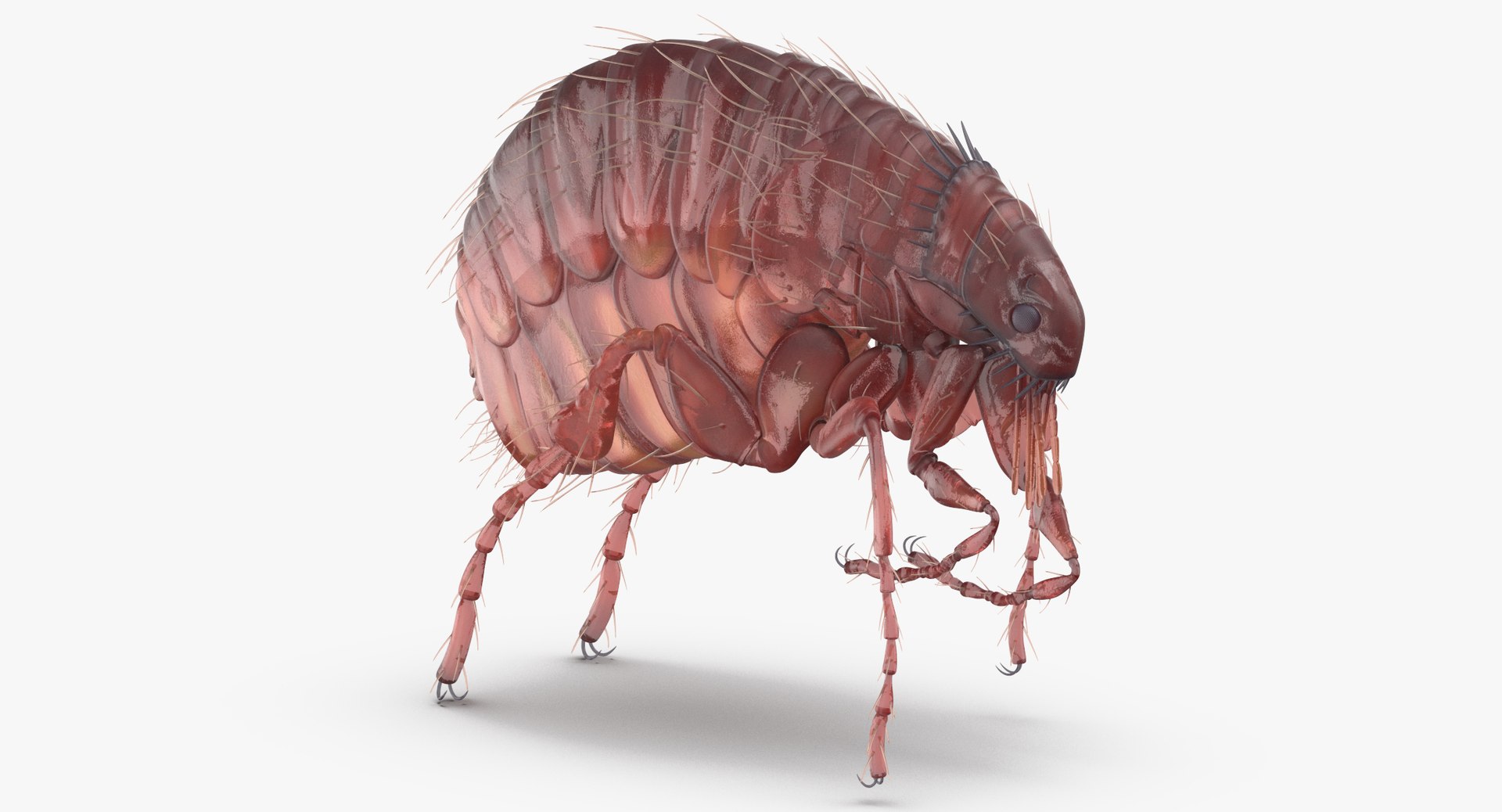 Flea Crawling Model - TurboSquid 1375627