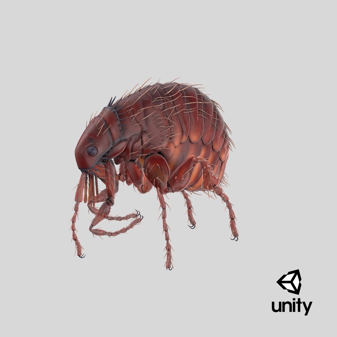 Flea crawling model - TurboSquid 1375627