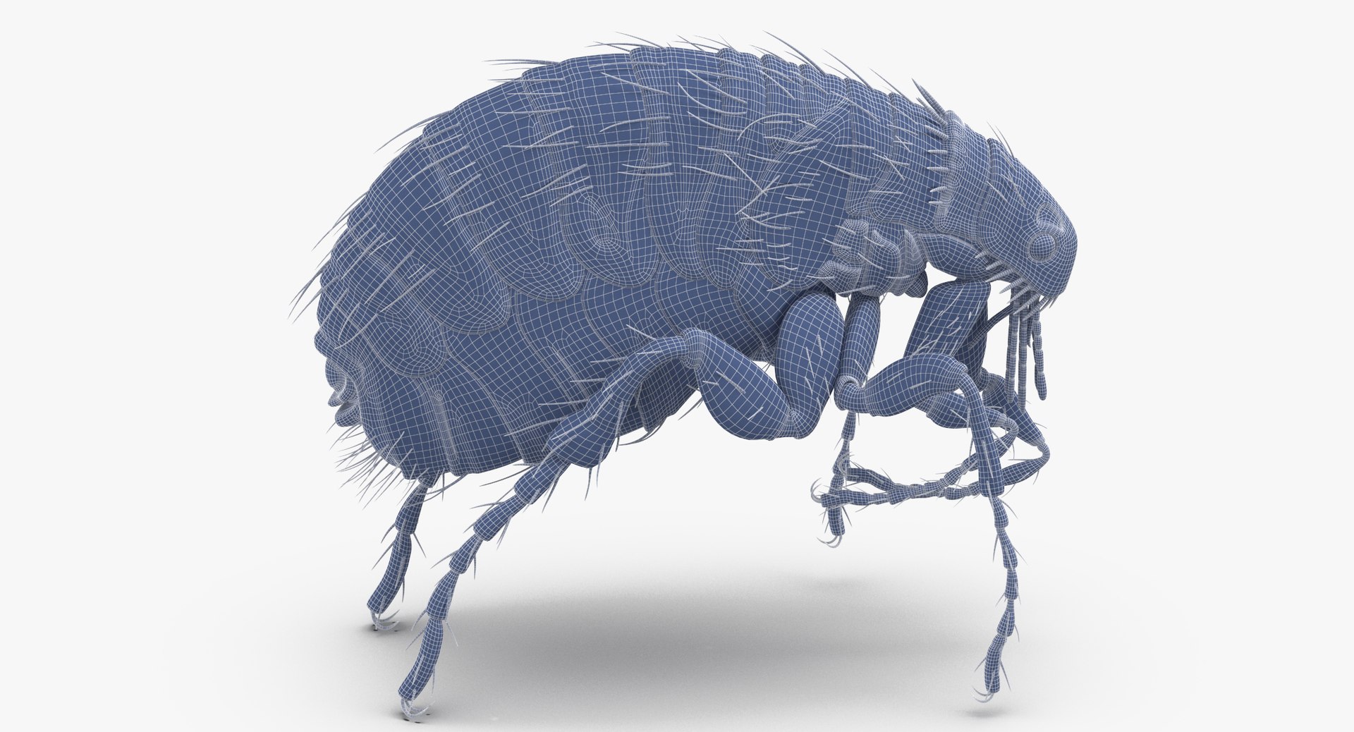 Flea Crawling Model - TurboSquid 1375627