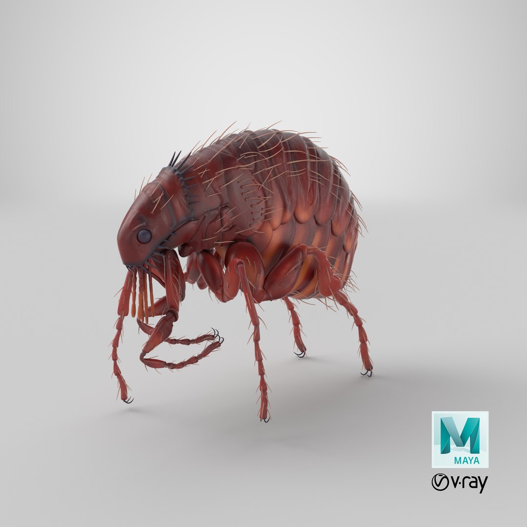 Flea crawling model - TurboSquid 1375627