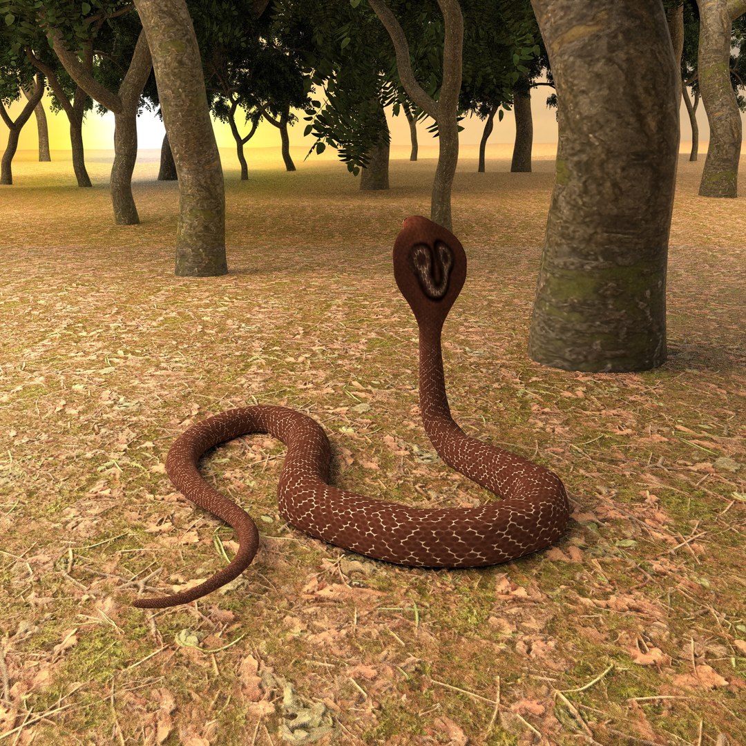 Spectacled Cobra 3D - TurboSquid 1795241