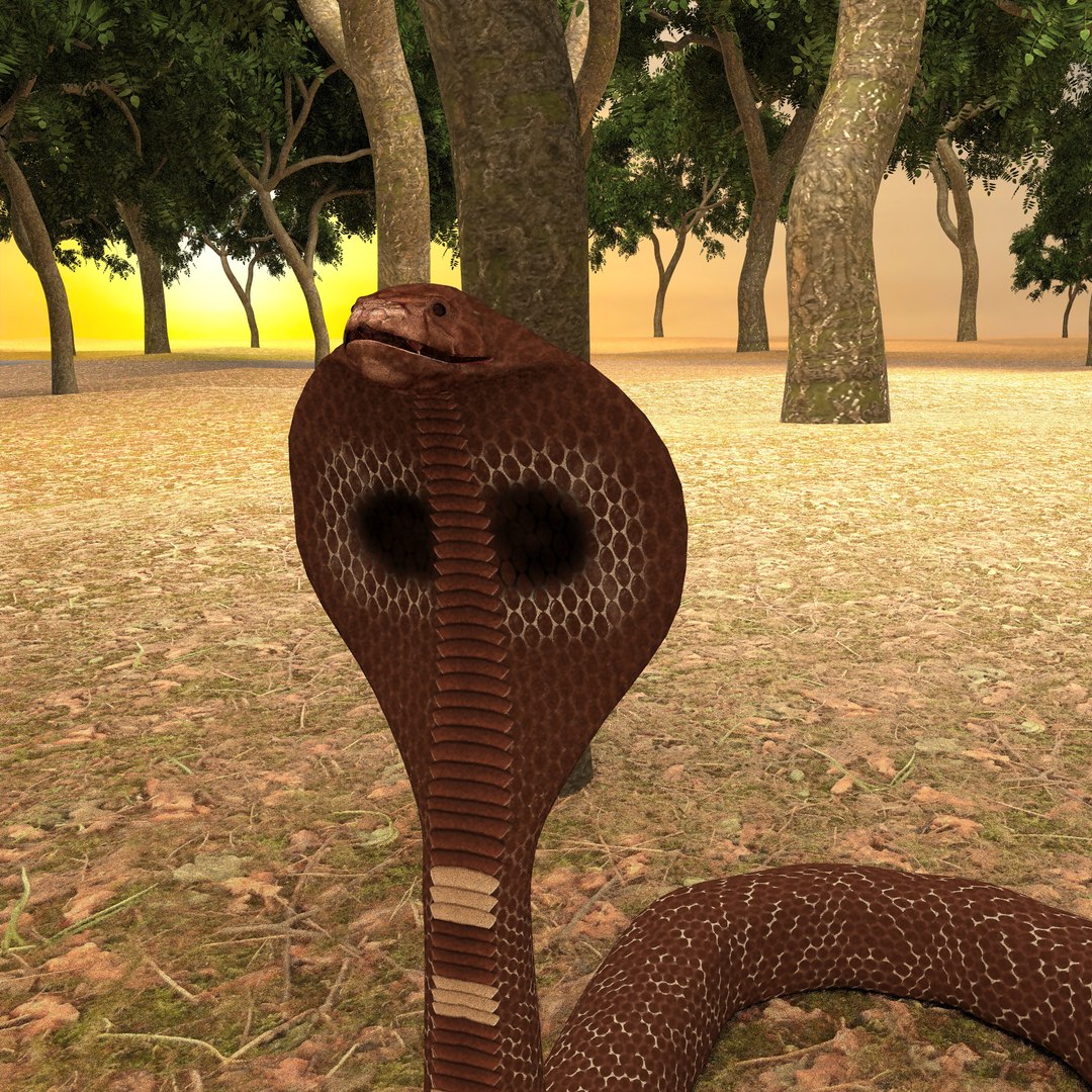 Spectacled Cobra 3D - TurboSquid 1795241