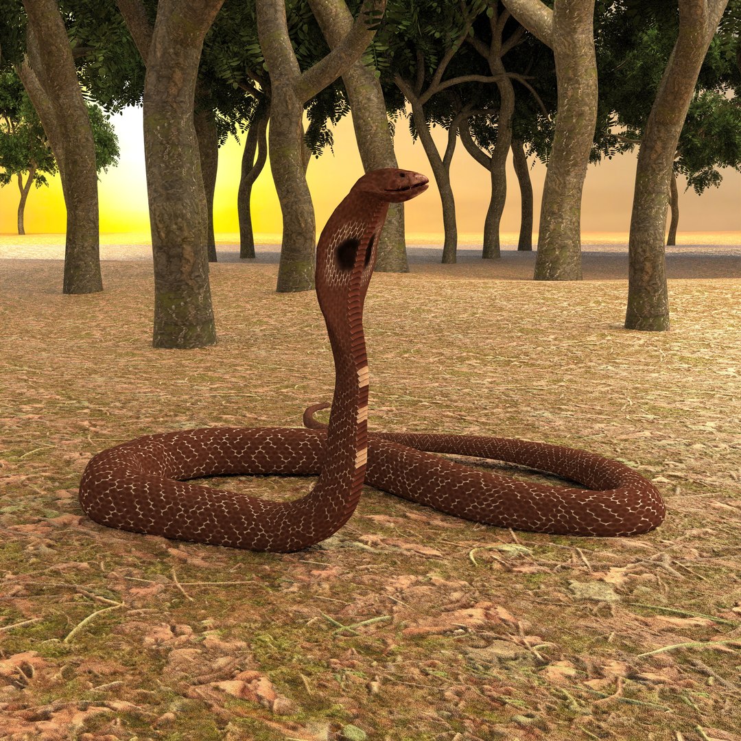 Spectacled Cobra 3D - TurboSquid 1795241
