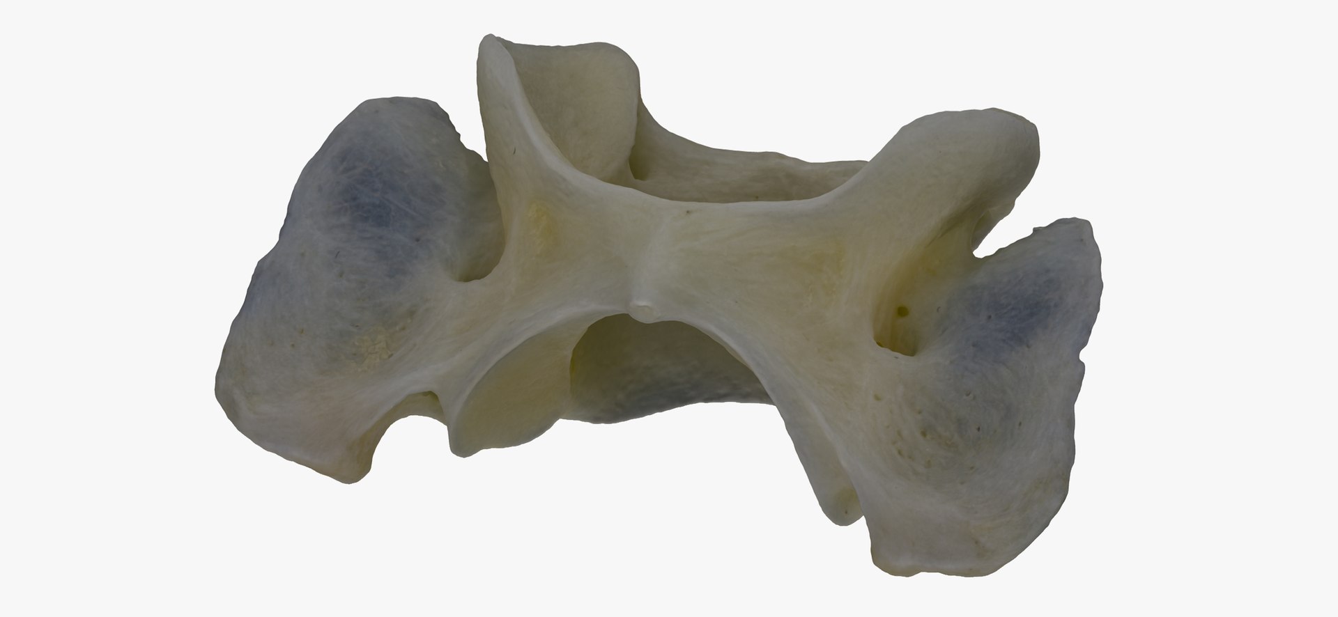 3D Domestic Cat Cervical Vertebrae C1 Atlas 01 RAW Scan - TurboSquid ...