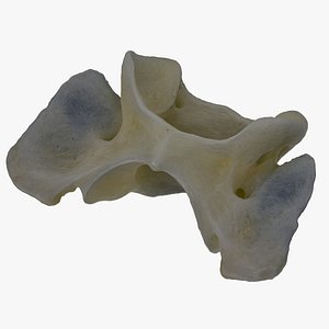 Domestic Cat Cervical Vertebrae C5 RAW Scan 3D Model - TurboSquid 2143299